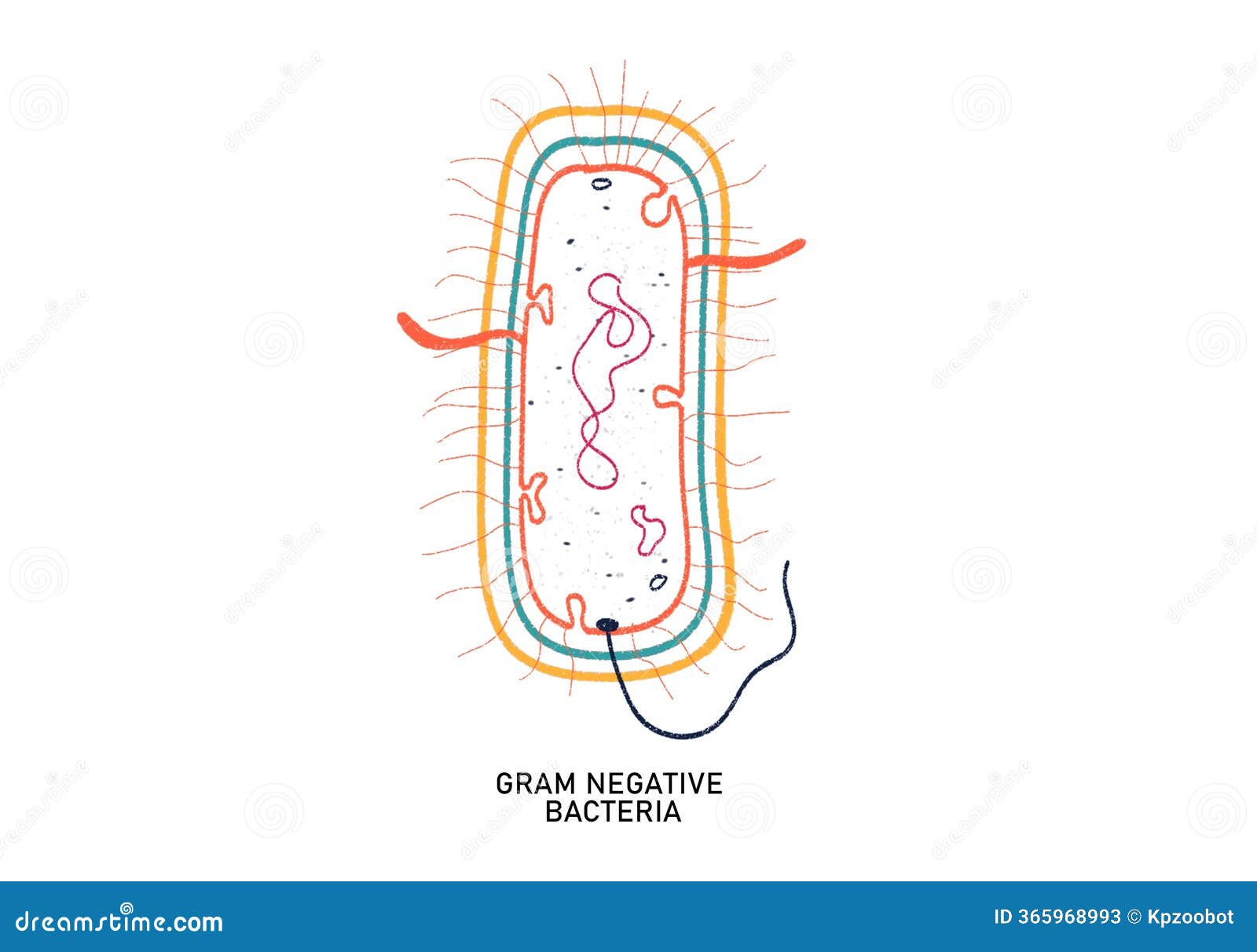 Diagram Of Gram Negative Bacteria Stock Photo | CartoonDealer.com ...