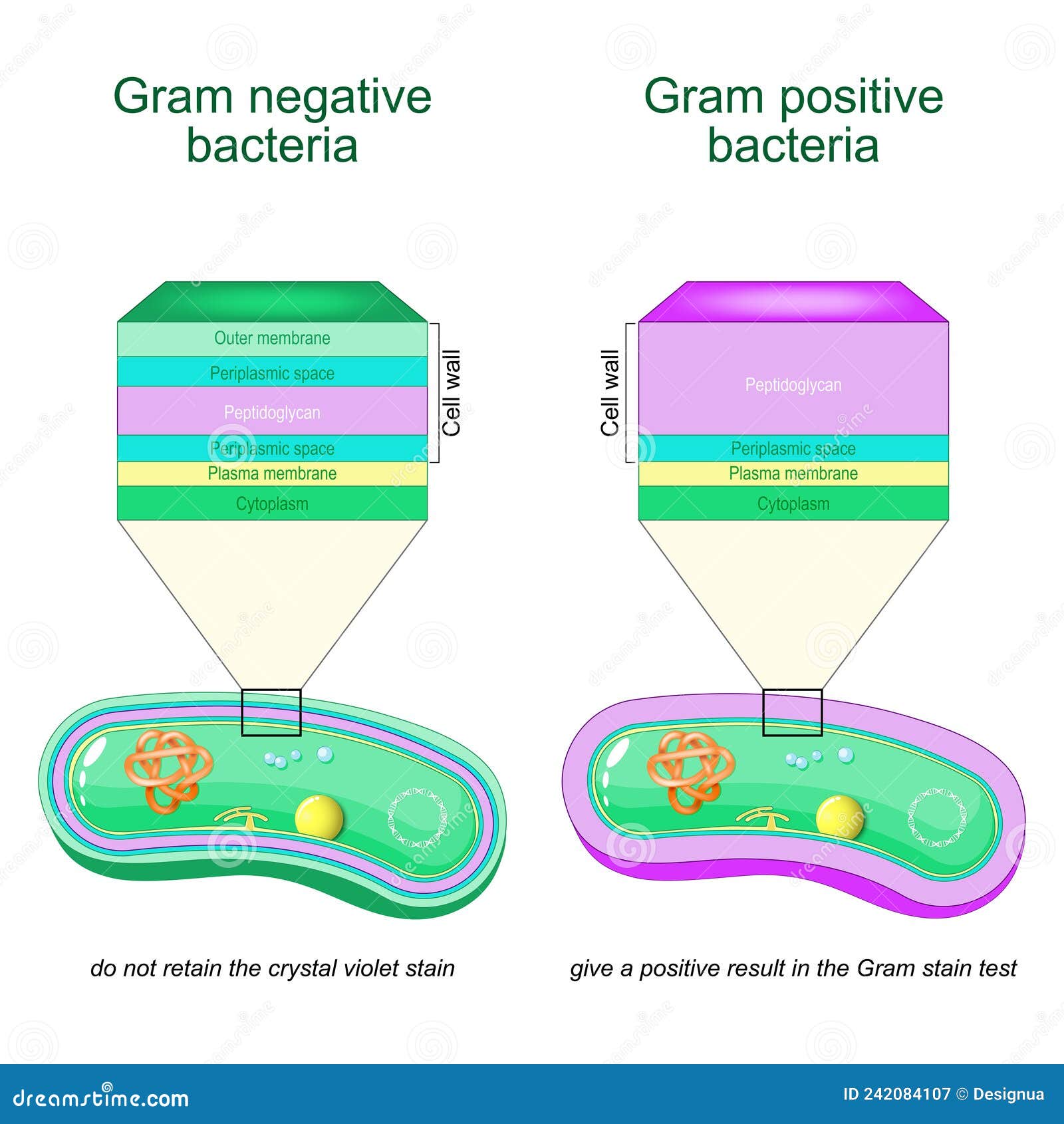 Gram Negative And Gram Positive Bacteria Cartoon Vector | CartoonDealer ... Gram Negative And Gram Positive Bacteria Cartoon Vector | CartoonDealer ...