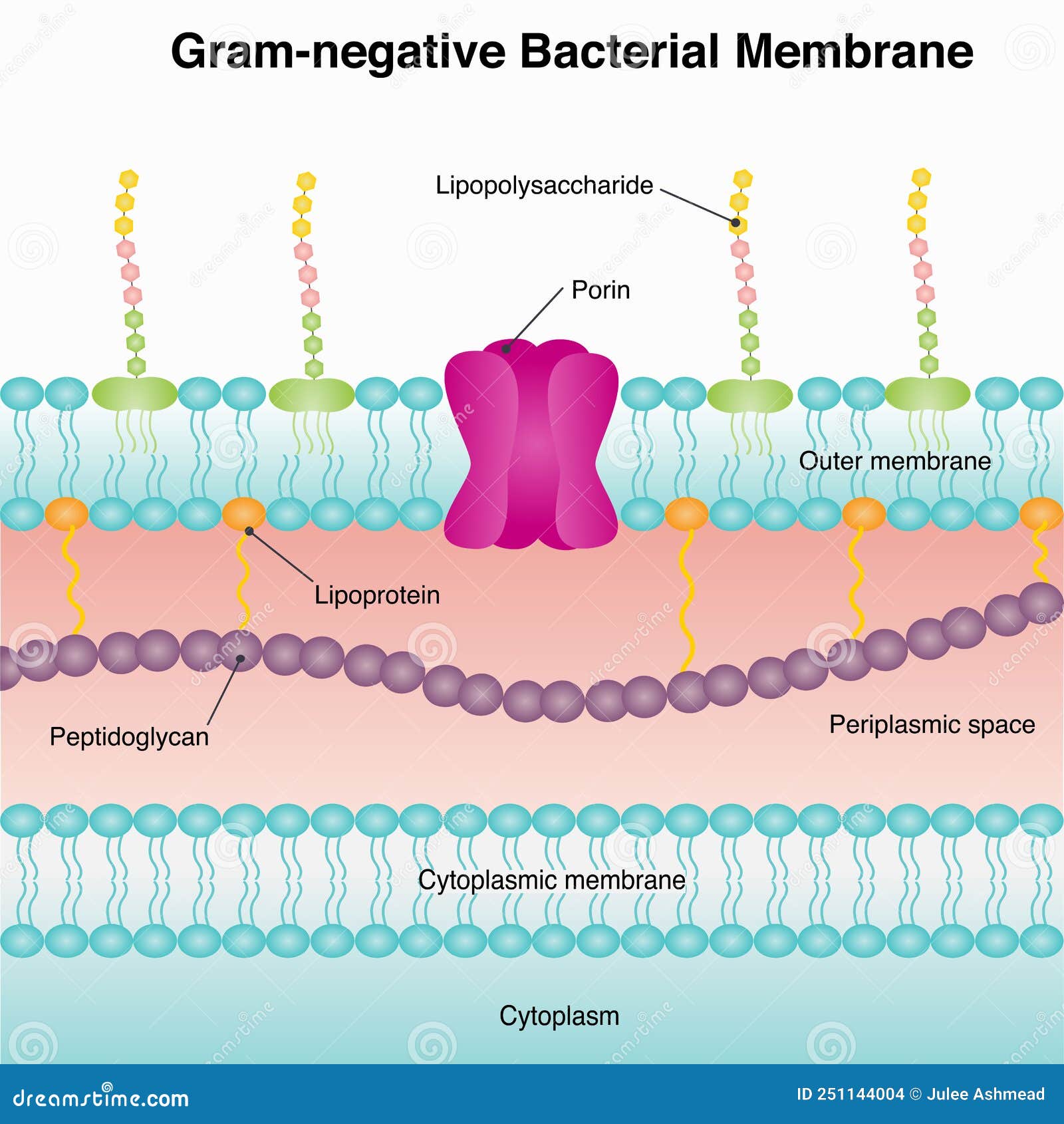 Gram-negative Bacterial Membrane Stock Vector - Illustration of ...