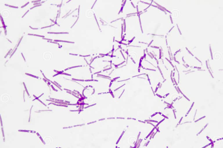 Gram negative rods stock photo. Image of culture, life - 169339842