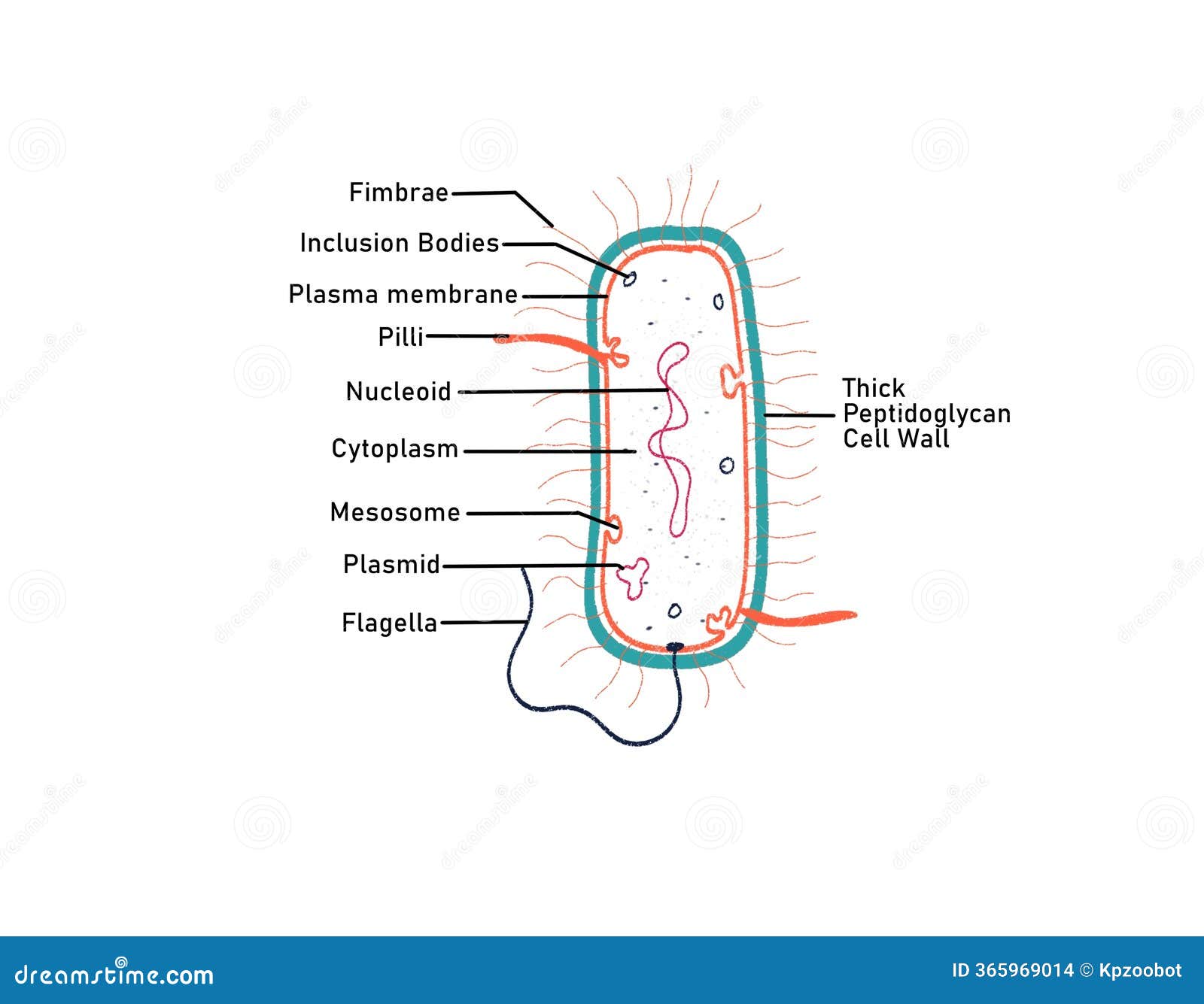 Diagram Of Gram Negative Bacteria Stock Photo | CartoonDealer.com ...