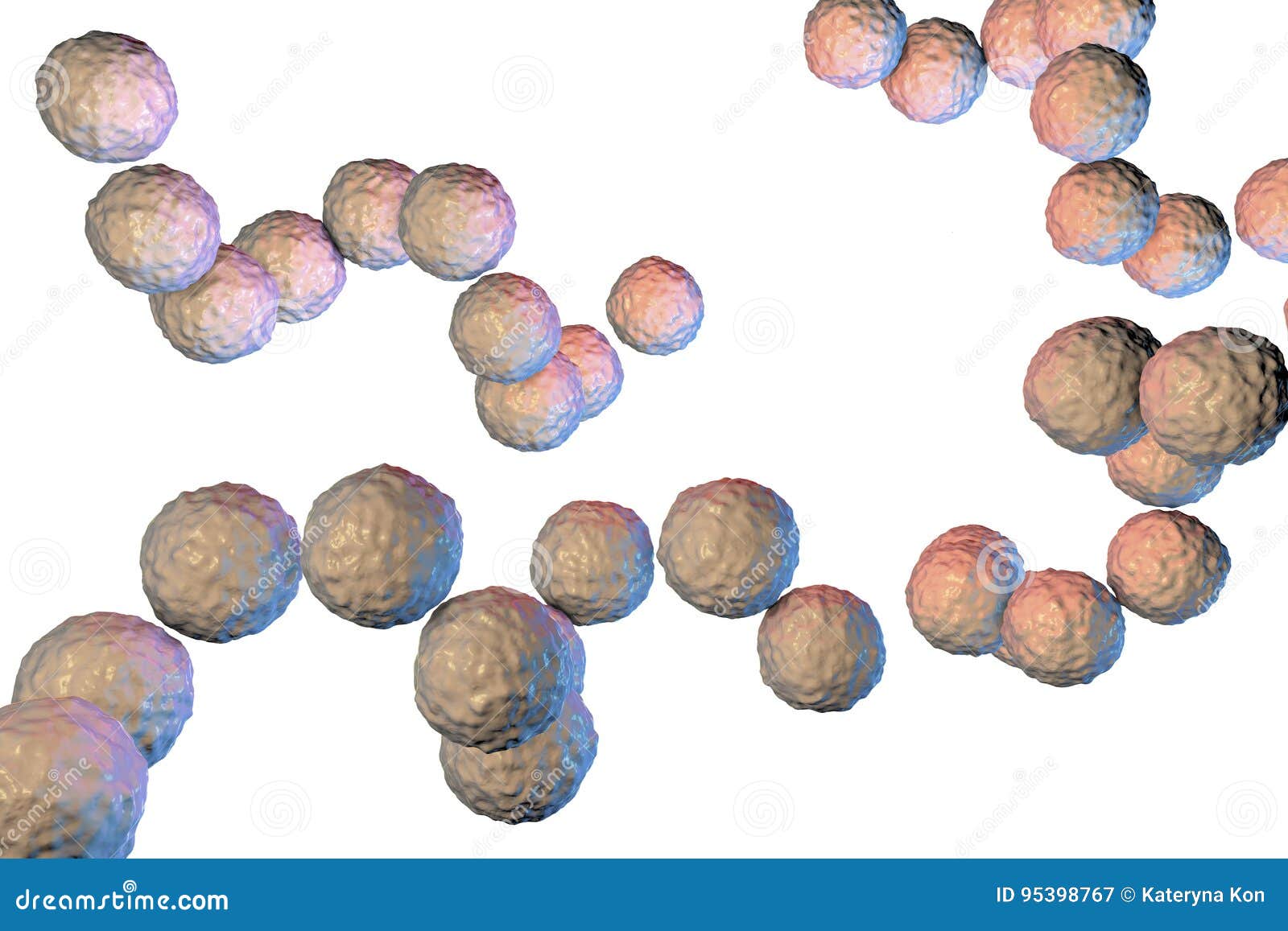 Streptococcus Pyogenes, Pathogen. Spherical, Gram-positive Bacteria ...