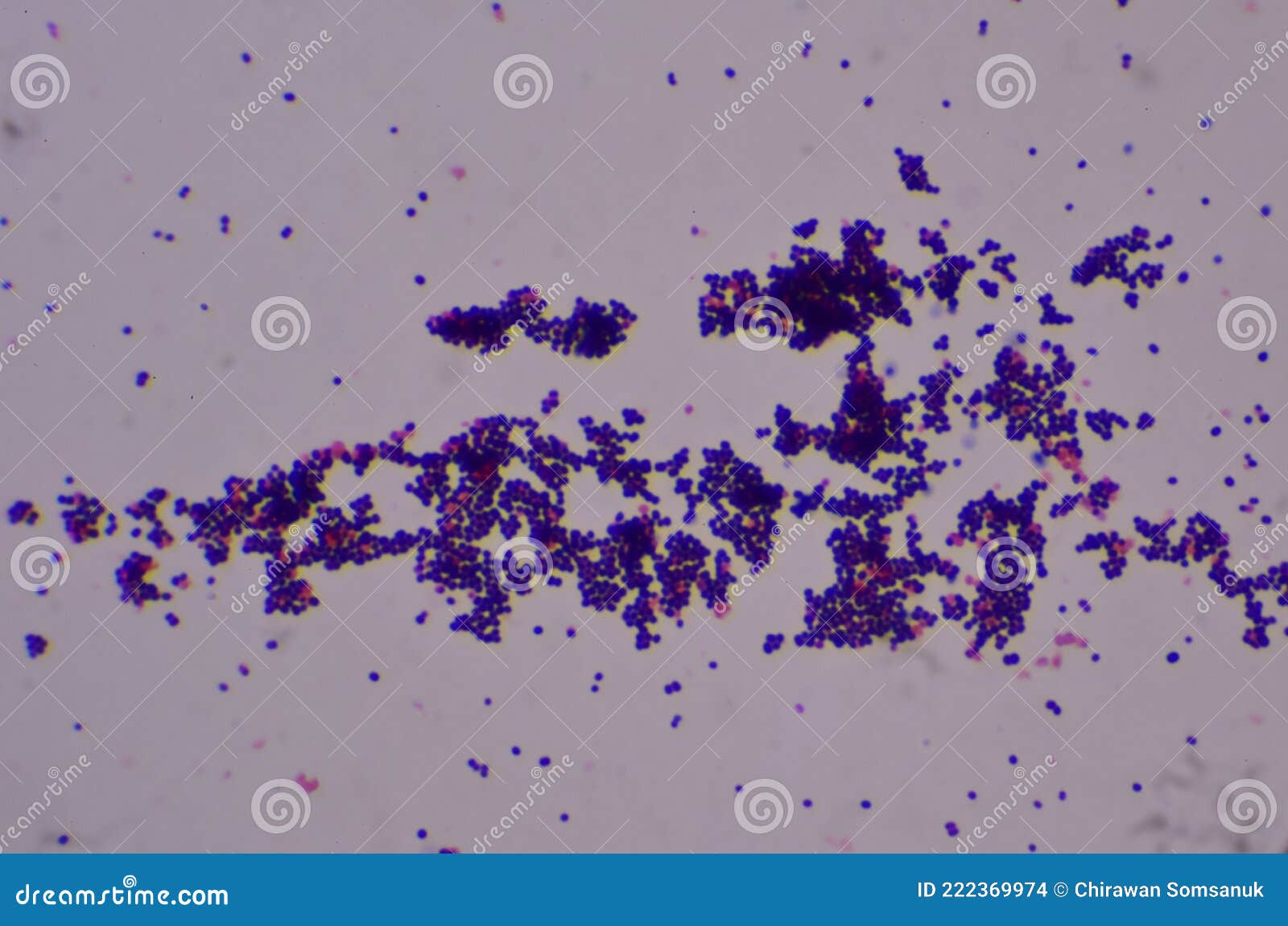 Gram Positive Cocc. Stock Photography | CartoonDealer.com #65634746