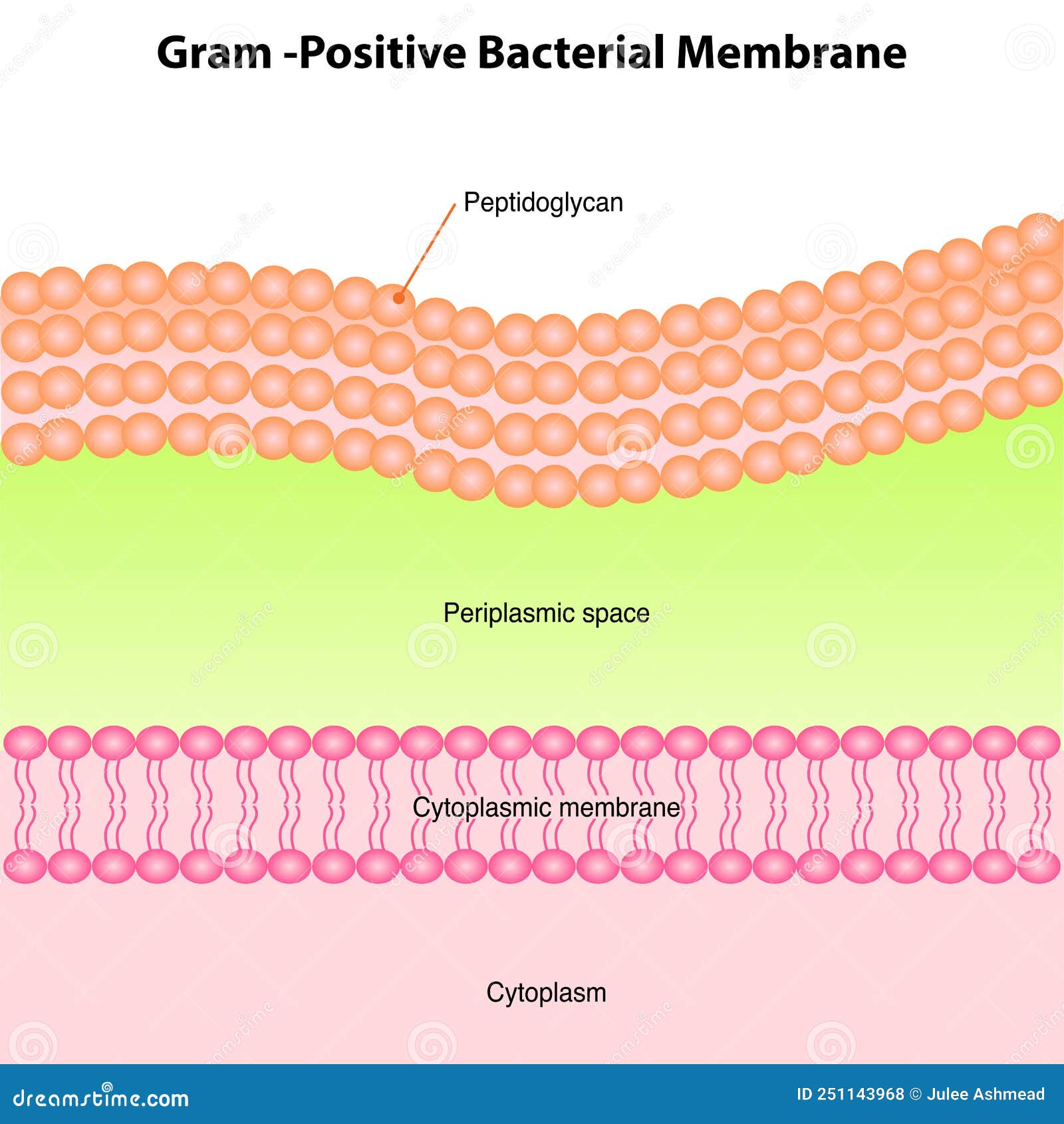Structure Of Gram-positive Bacteria Cell Wall Royalty-Free Illustration ...