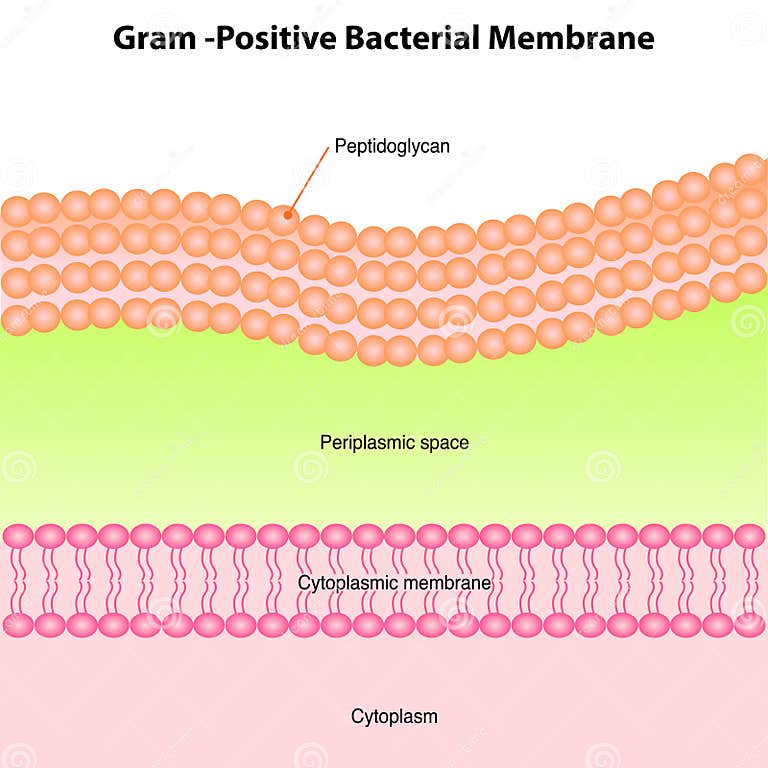 Gram Positive Bacterial Membrane Structure Diagram Stock Vector ...