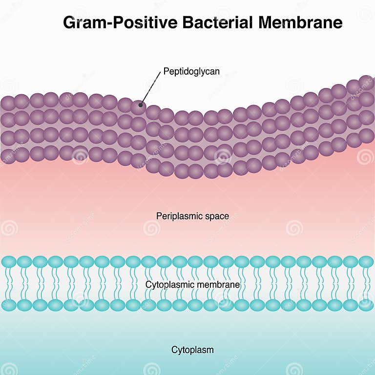 Gram Positive Bacterial Membrane Structure Diagram Stock Vector ...