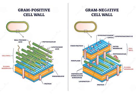 Gram Positive Versus Negative Cell Wall Structure Differences Outline ...