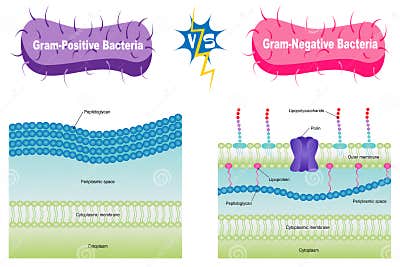 Gram-positive Vs Gram-negative Bacteria Stock Vector - Illustration of ...