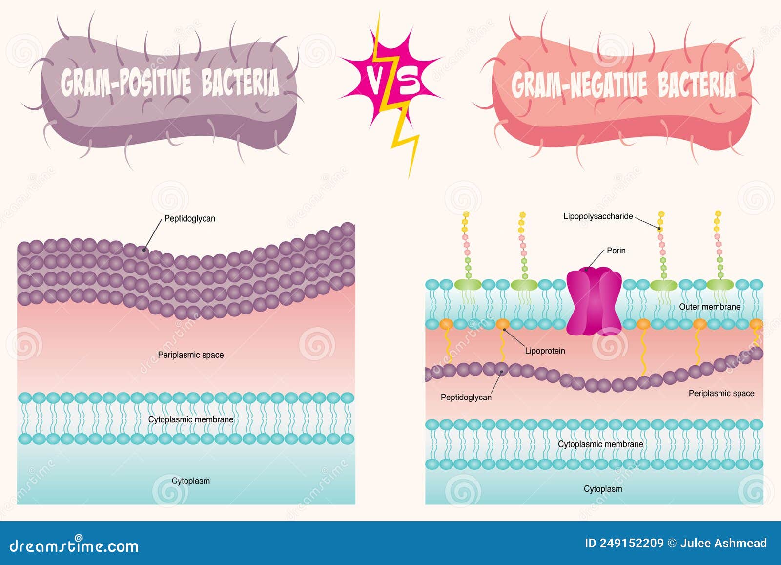 Gram Positive Bacteria Diagram