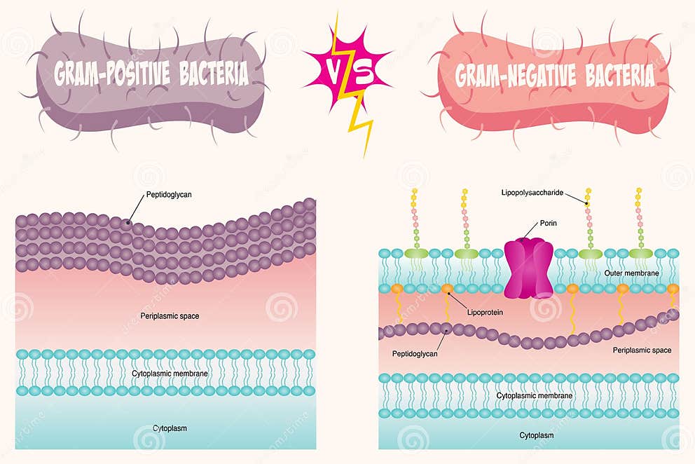 Gram-positive Vs Gram-negative Bacteria Stock Vector - Illustration of ...