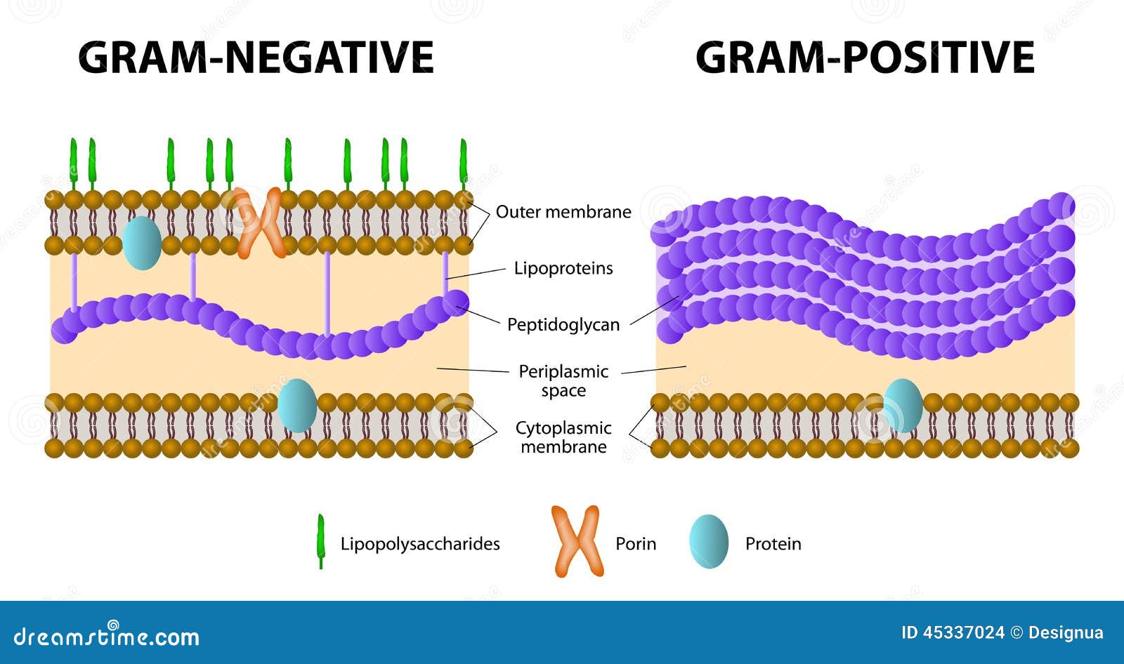 Gram-realitet Och Gram-negation Bakterier Vektor Illustrationer ...