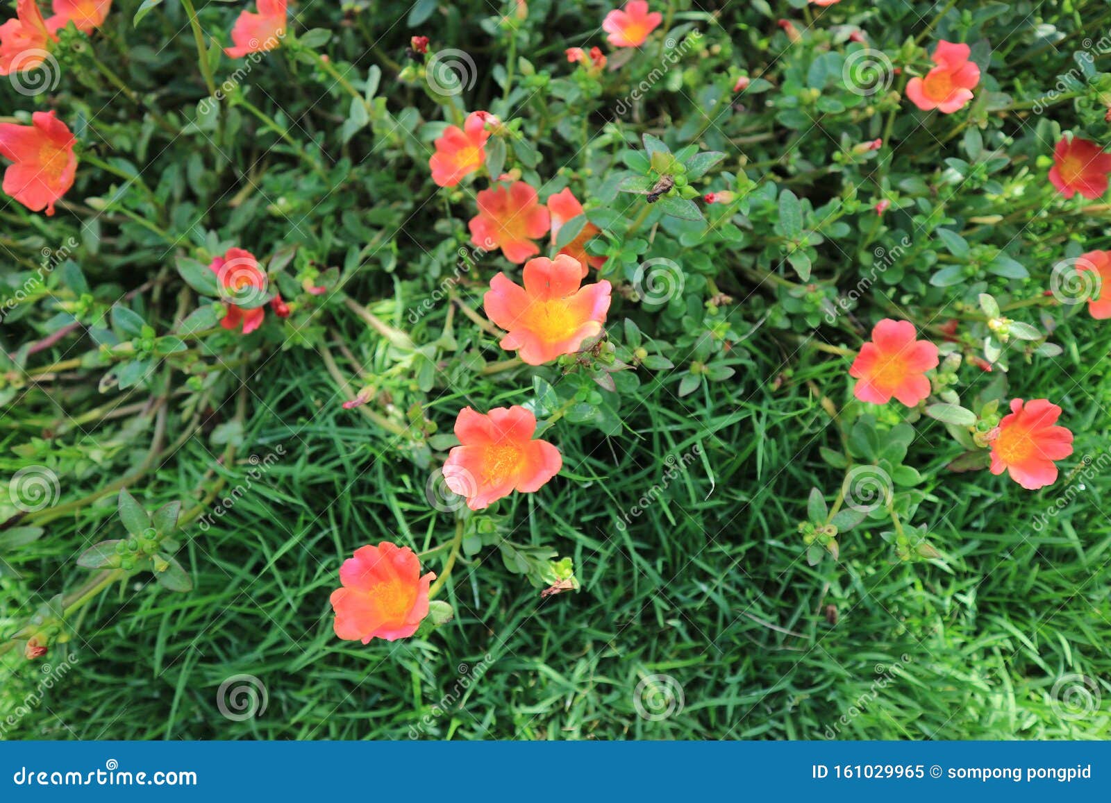 Grama De Flor Natural Jardim Verde Imagem de Stock - Imagem de grama ...