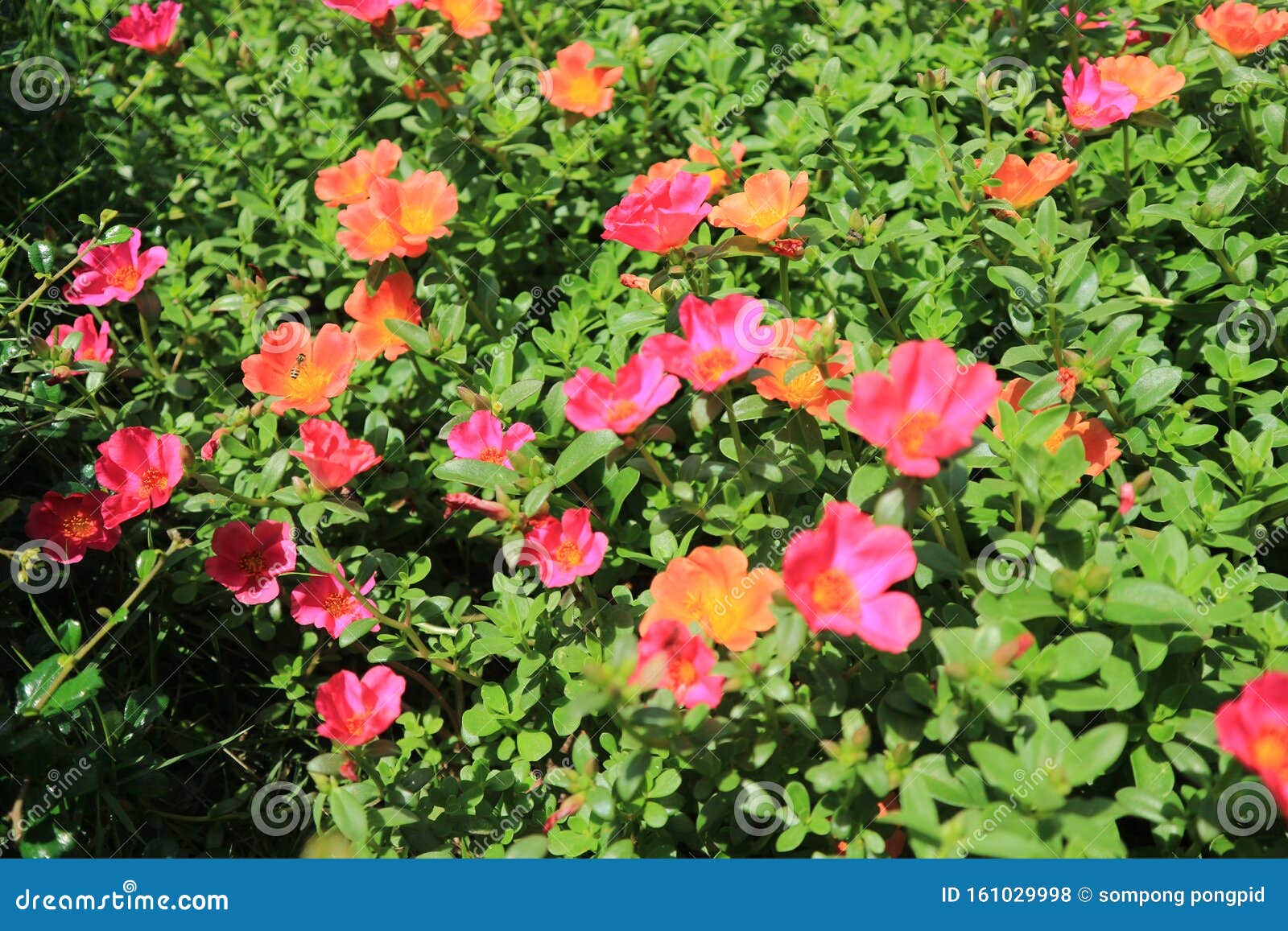 Grama De Flor Natural Jardim Verde Foto de Stock - Imagem de verde ...