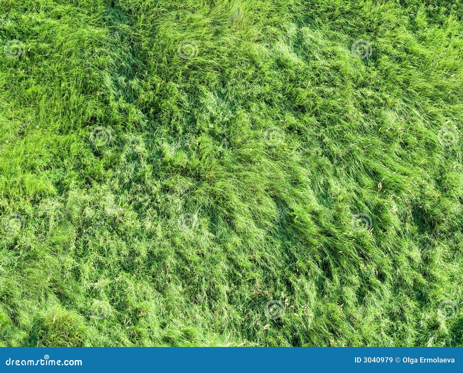 Grama verde imagem de stock. Imagem de prado, verde, gramado - 3040979