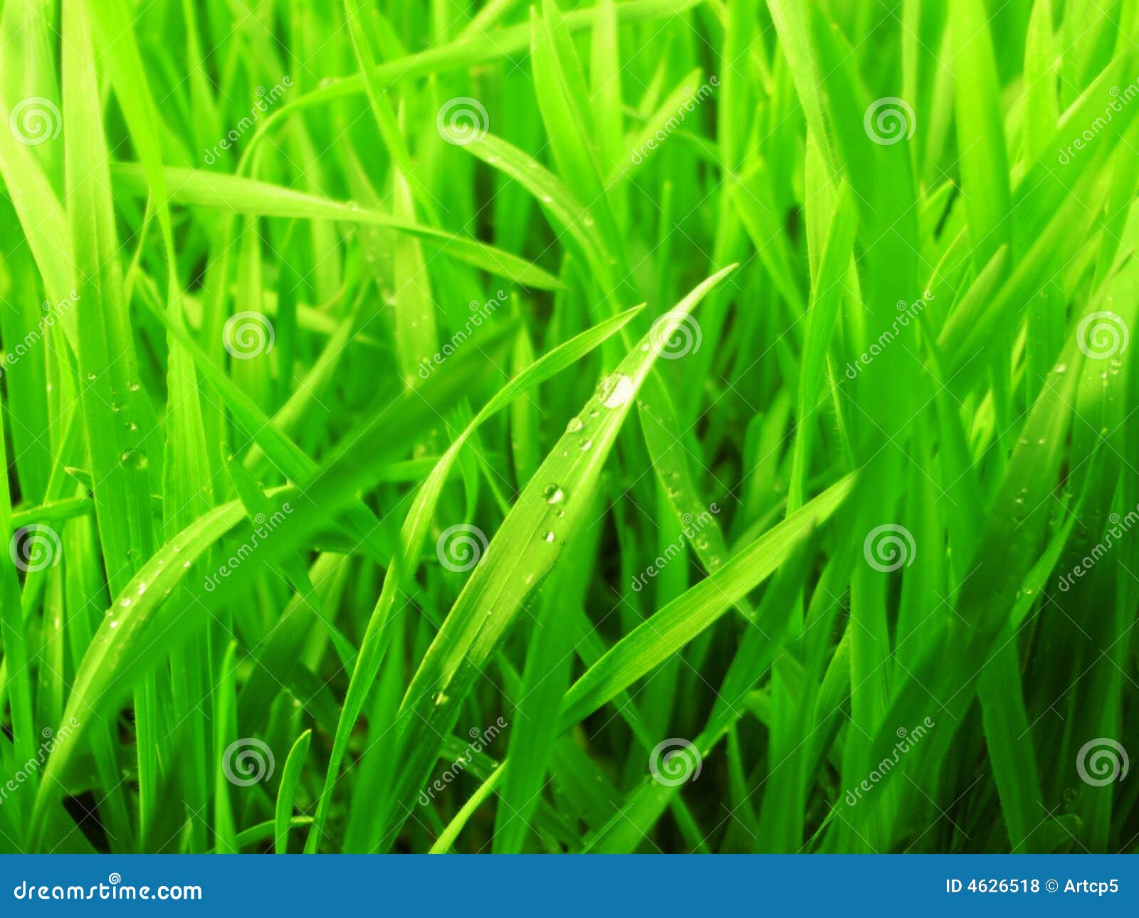 Grama verde foto de stock. Imagem de mola, botânica, frente - 4626518