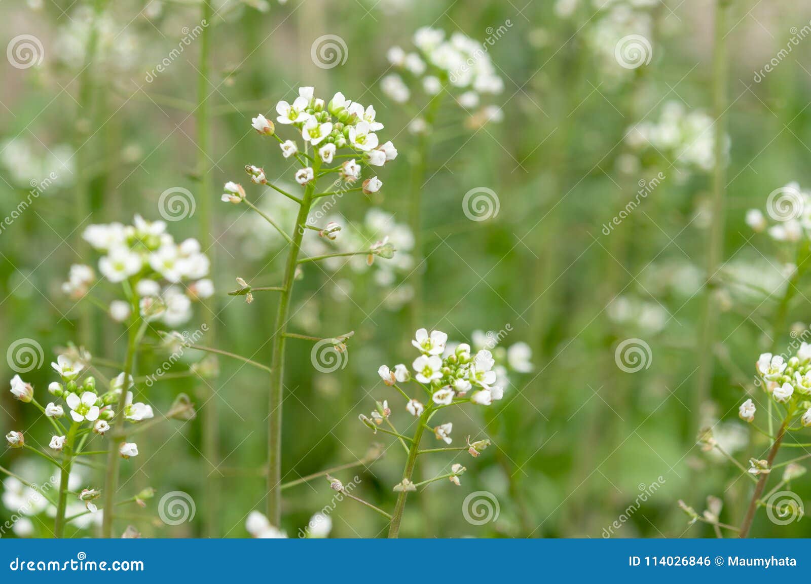 A Grama Verde Da Erva Daninha Da Flor Branca Shepherds a Bolsa Foto de ...