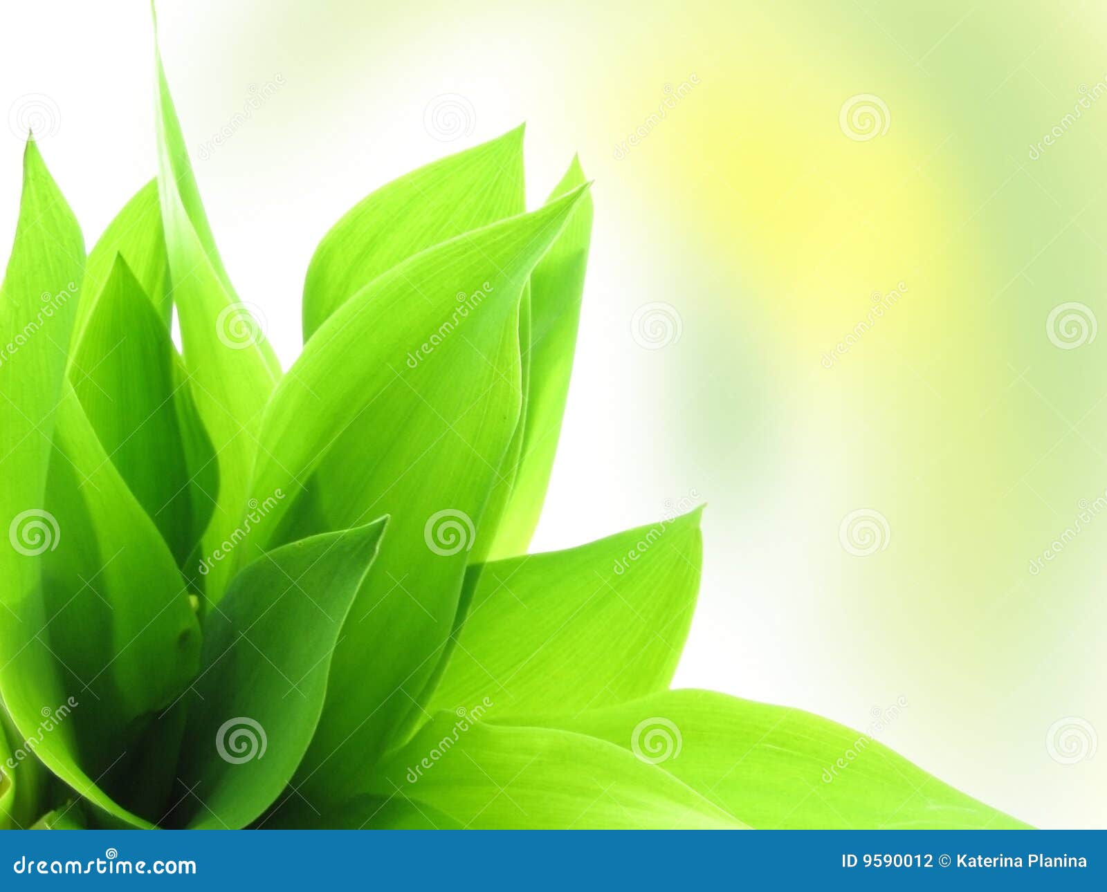 Grama verde fresca foto de stock. Imagem de presente, centro - 9590012