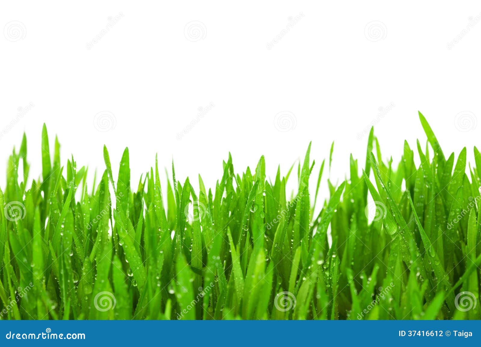 A Grama Verde Fresca Com Gotas Orvalha/isolado No Branco Foto de Stock ...