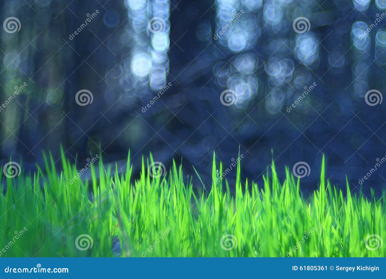 Grama Verde Fresca Na Floresta Imagem de Stock - Imagem de fresco ...