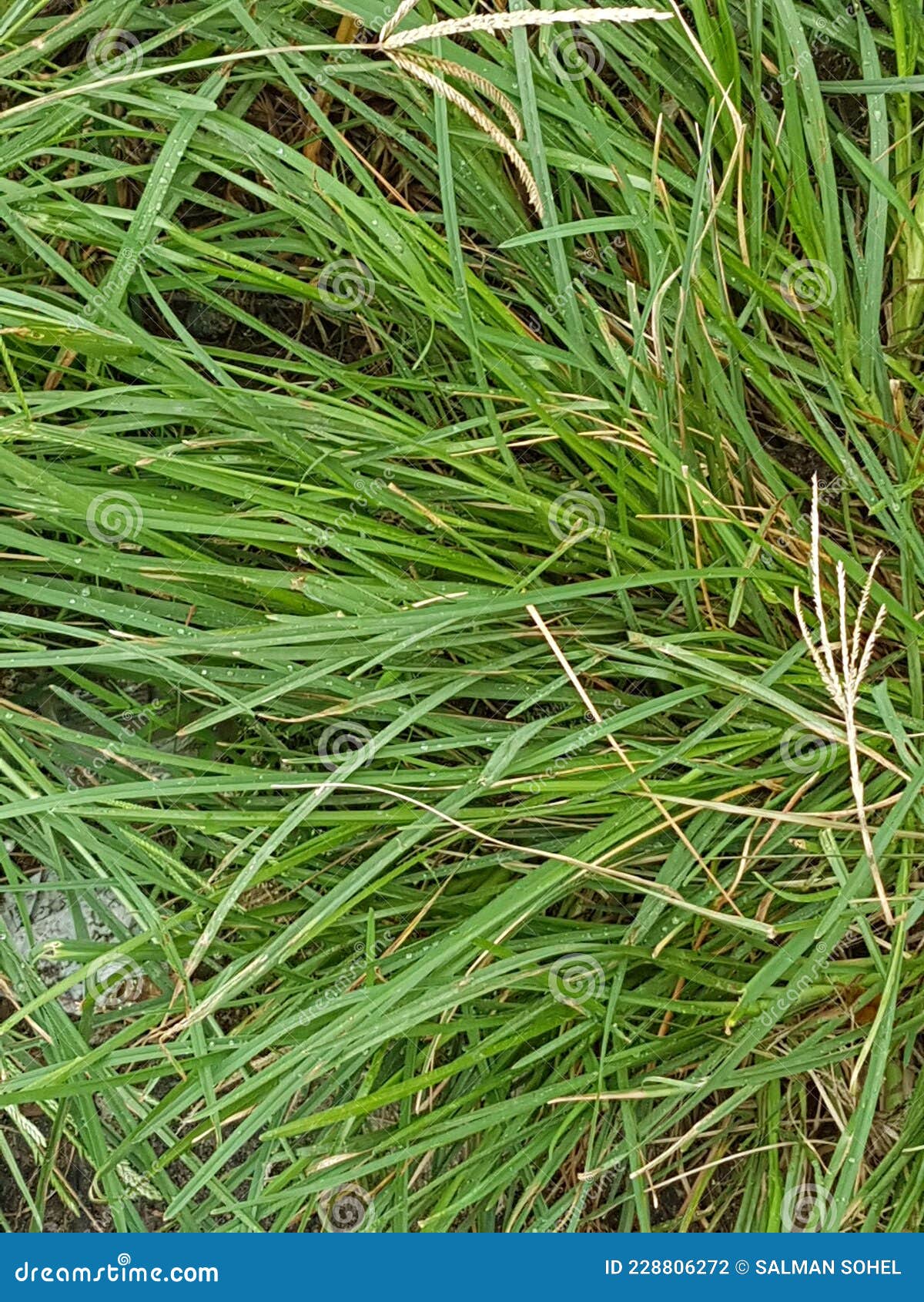 Grama verde natural foto de stock. Imagem de campo, planta - 228806272