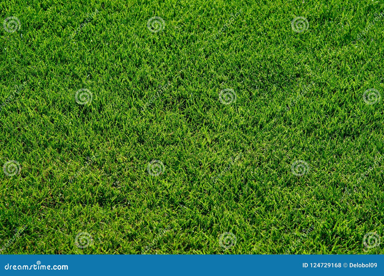 Grama Verde Natural Do Gramado No Campo Foto de Stock - Imagem de ...