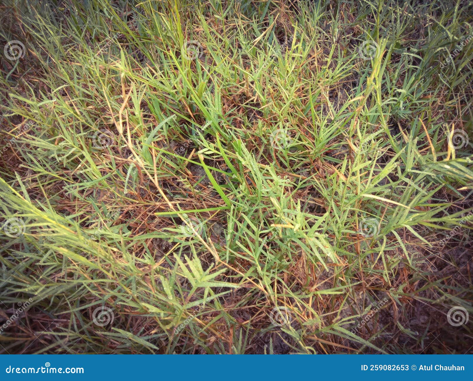 Grama Verde No Campo De Grama Imagem de Stock - Imagem de flora ...