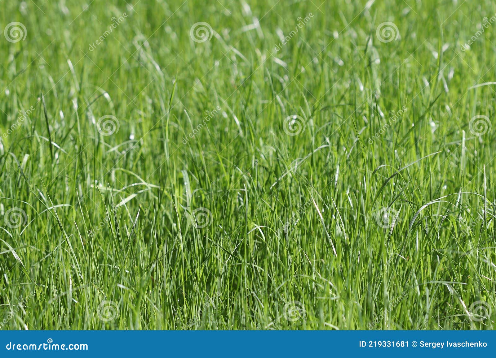 Grama verde. imagem de stock. Imagem de verde, fazenda - 219331681
