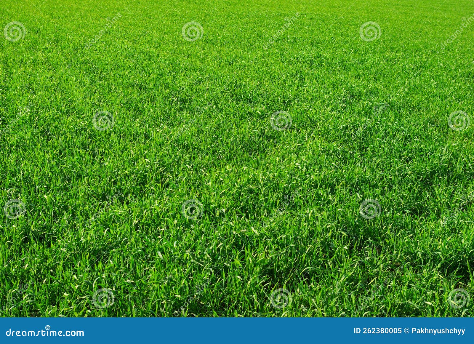 Grama verde imagem de stock. Imagem de gramado, grama - 262380005