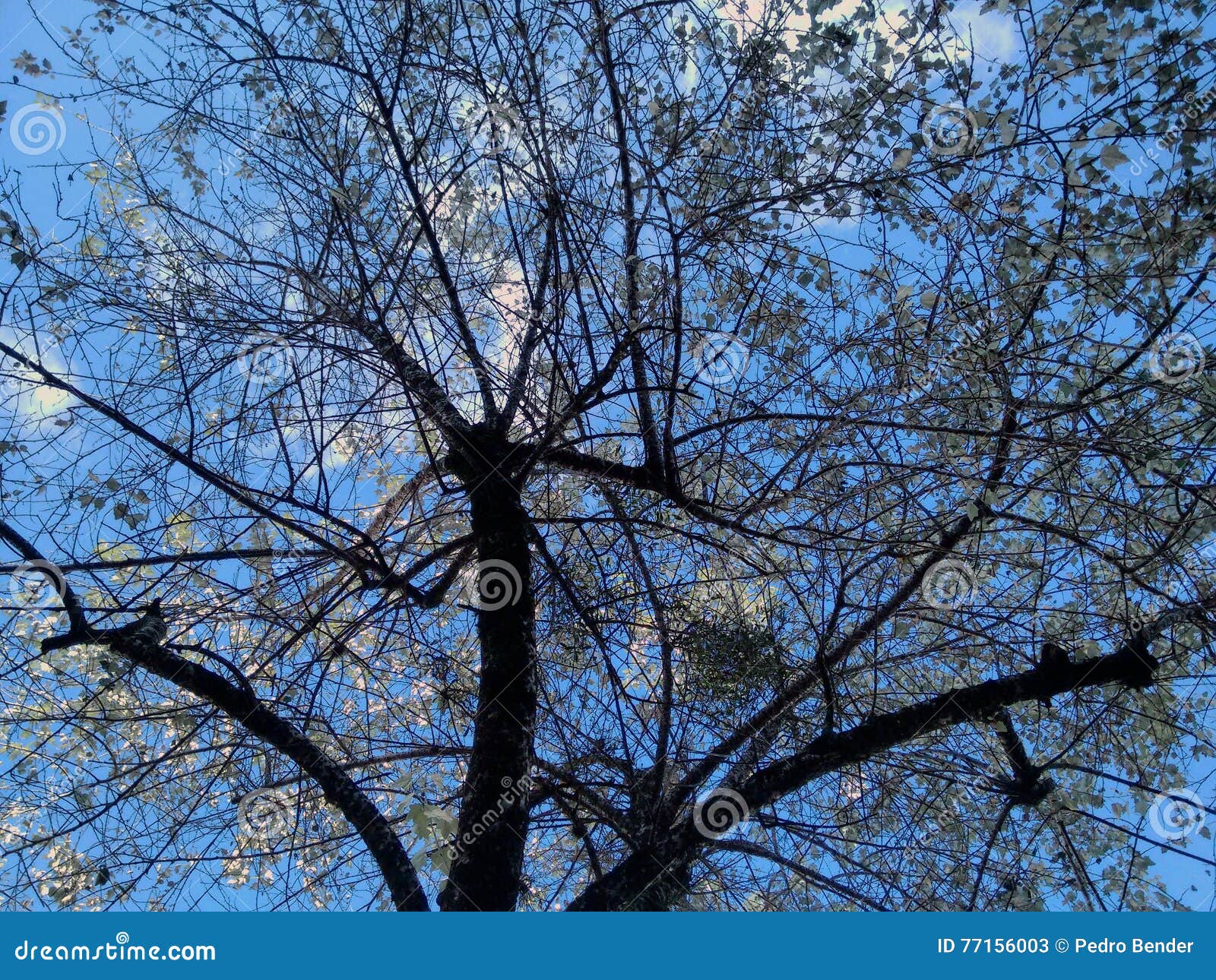 Gramado stock image. Image of flower, blue, nature, tree - 77156003
