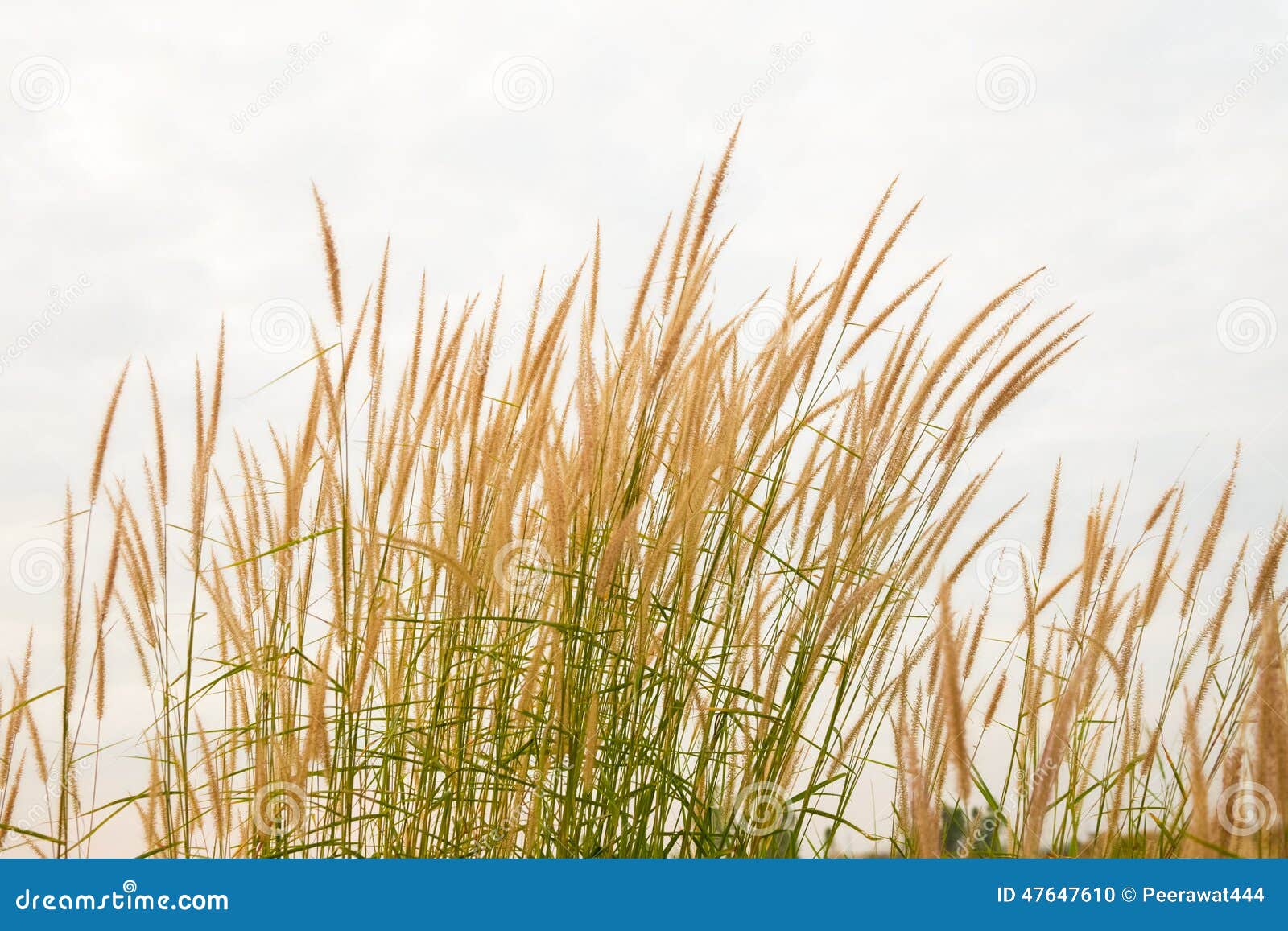 Grame a flor foto de stock. Imagem de grama, povos, cena - 47647610
