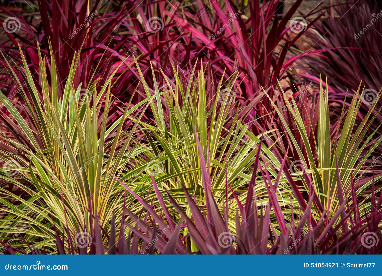 Graminacee Verde Rossa Del Cordyline Immagine Stock - Immagine di ...