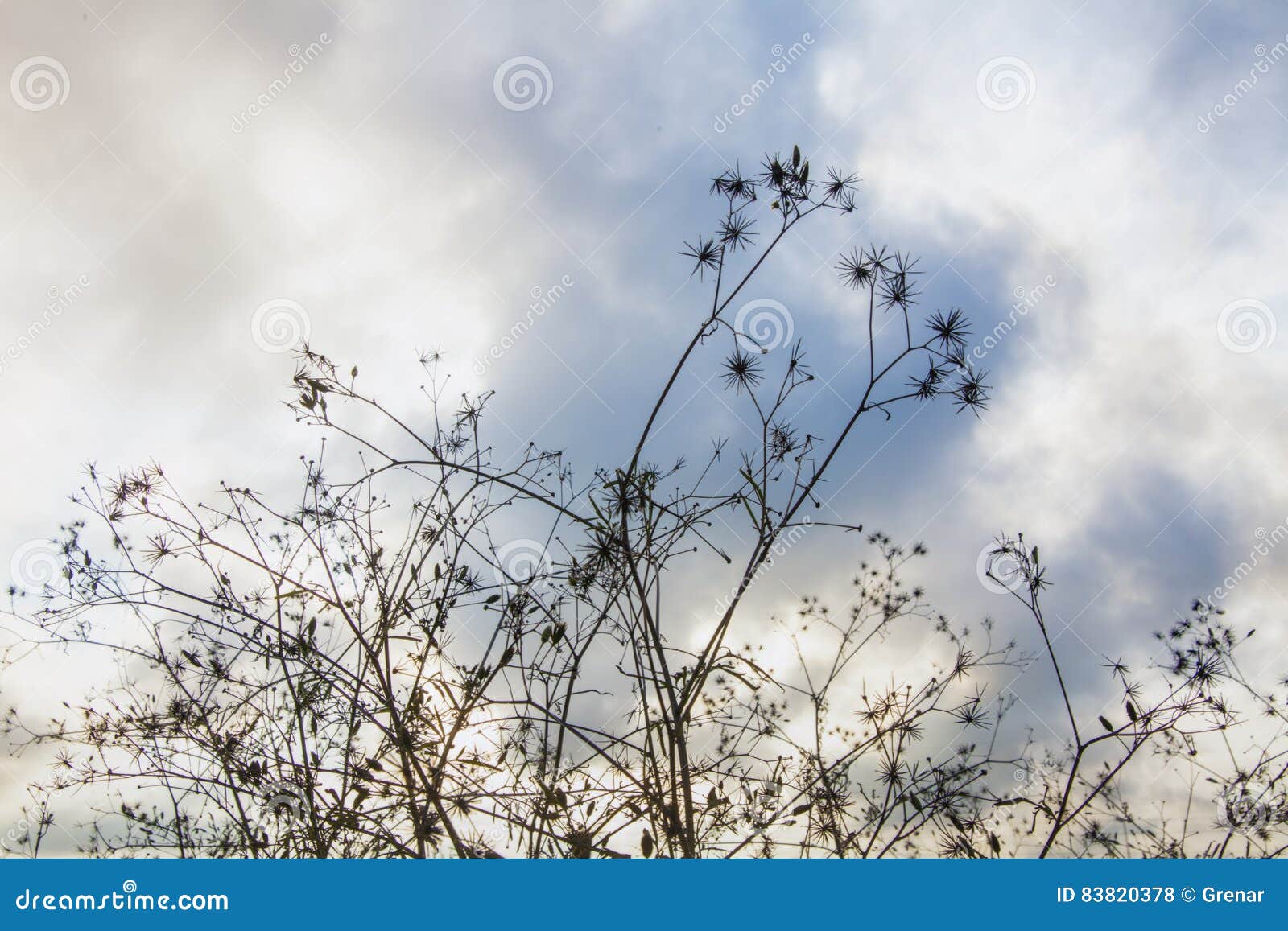 Graminea weed dry below stock photo. Image of outside - 83820378