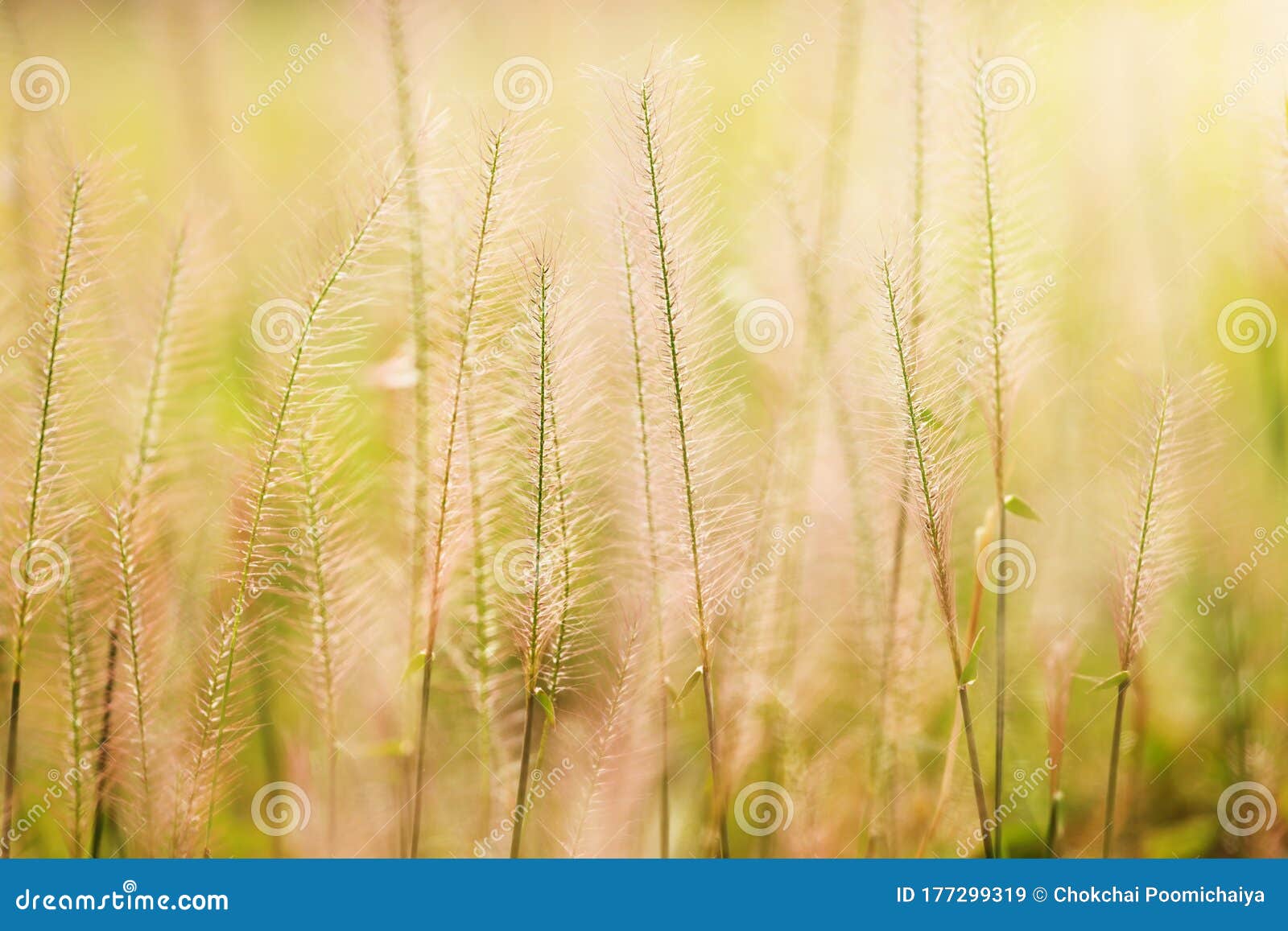 Gramineae grass in nature stock image. Image of country - 177299319