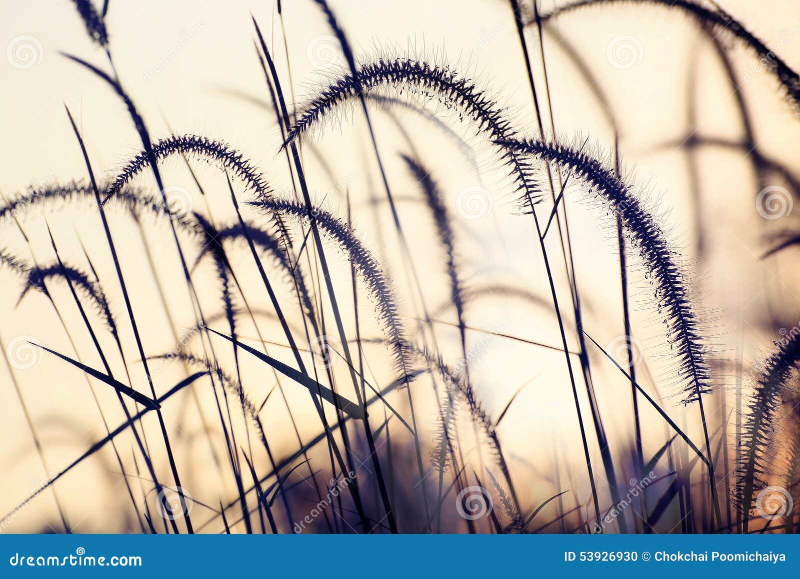 Gramineae grass stock photo. Image of outdoor, garden - 53926930