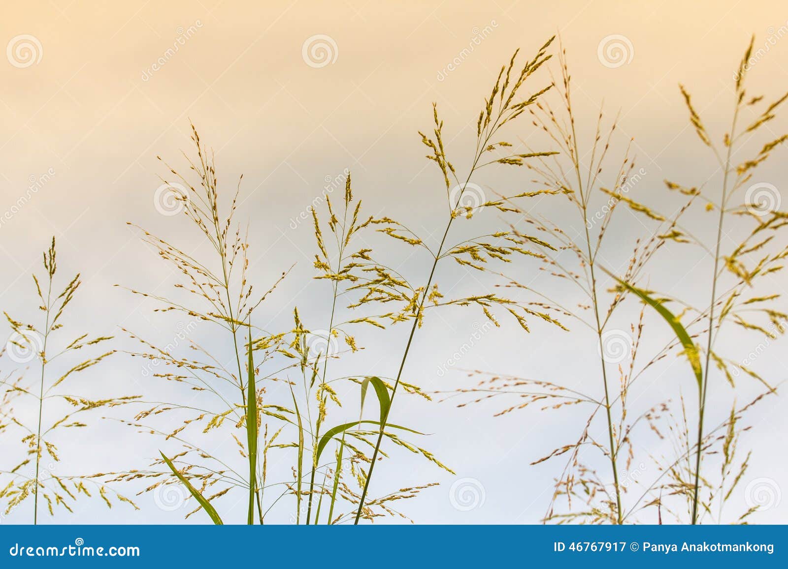 Gramineae grass. stock image. Image of gramineae, summer - 46767917
