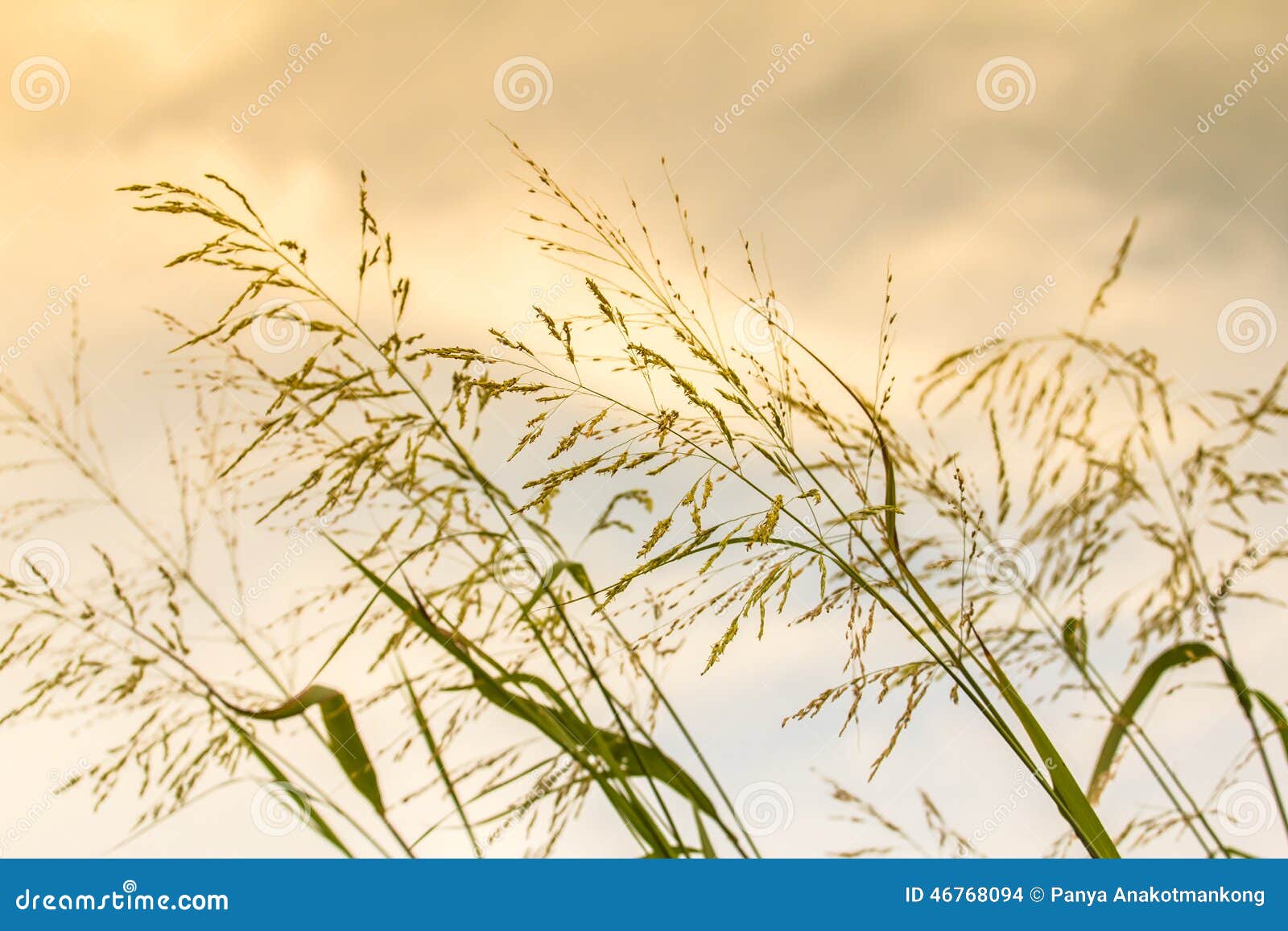 Gramineae grass. stock photo. Image of blur, wind, environment - 46768094