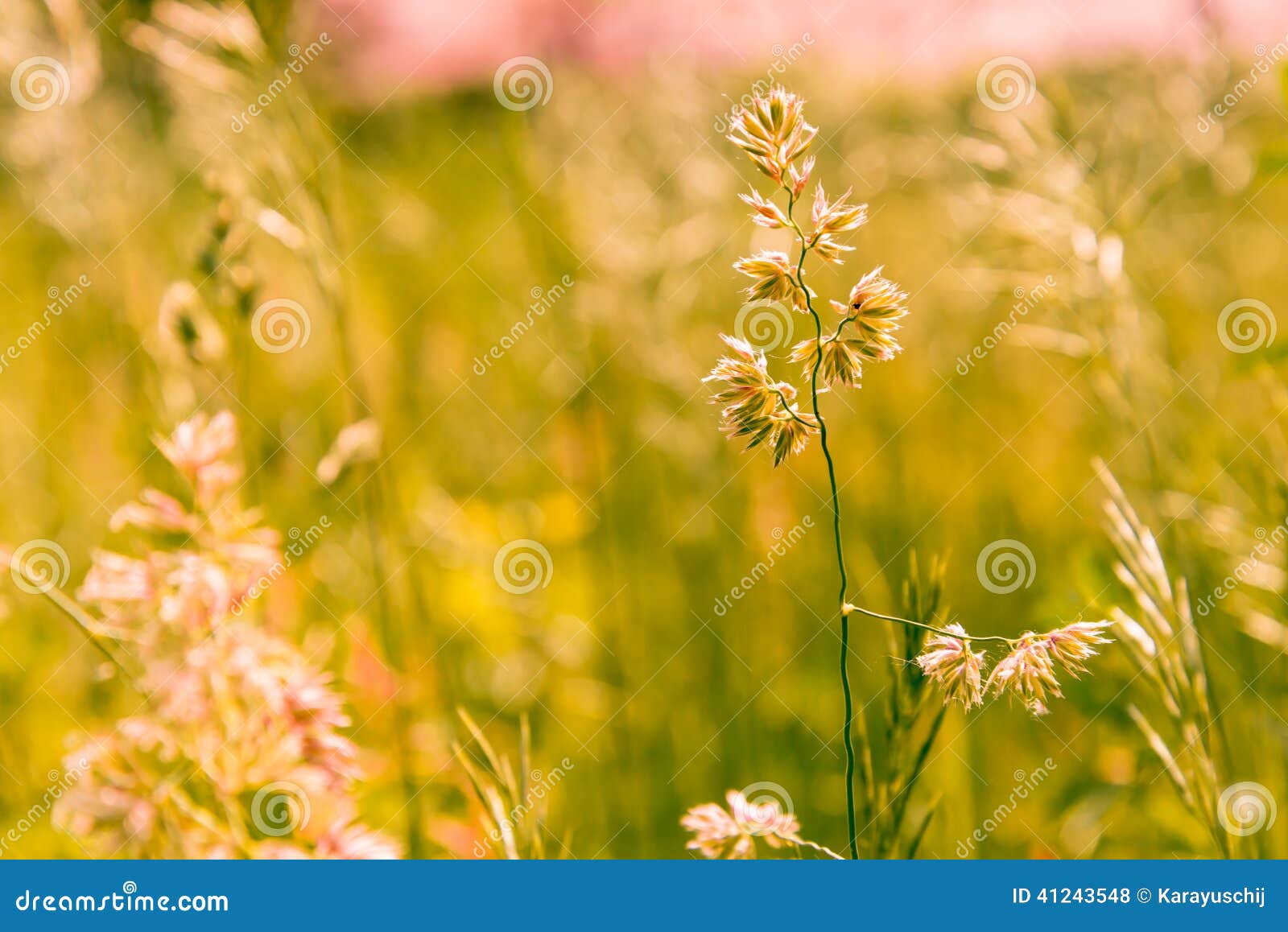 Gramineae Herbs in the Meadow Stock Photo - Image of natural, nature ...