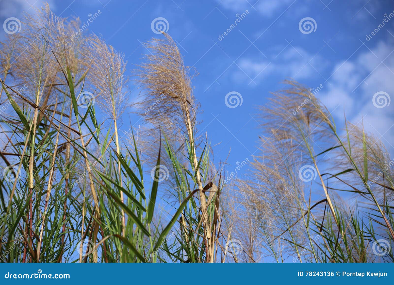 Gramineae in Thailand stockfoto. Bild von thailand, draussen - 78243136