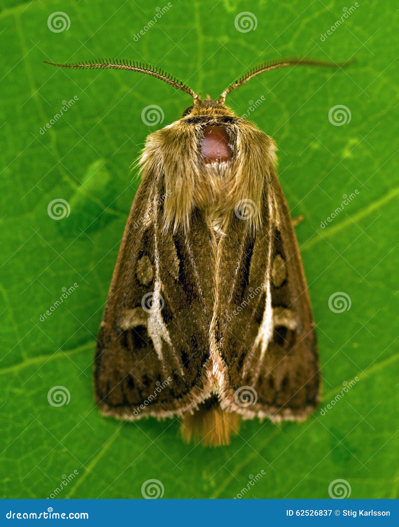 Graminis Cerapteryx Noctuidae Стоковое Изображение - изображение ...