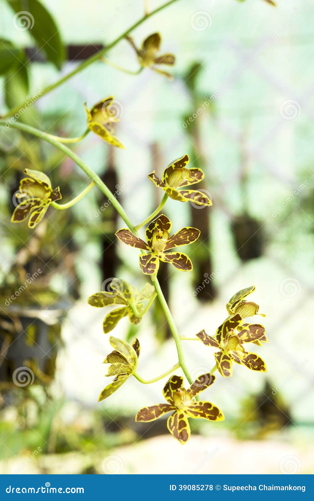Grammatophyllum Scriptum Orchids. Stock Photo - Image of leaf, white ...