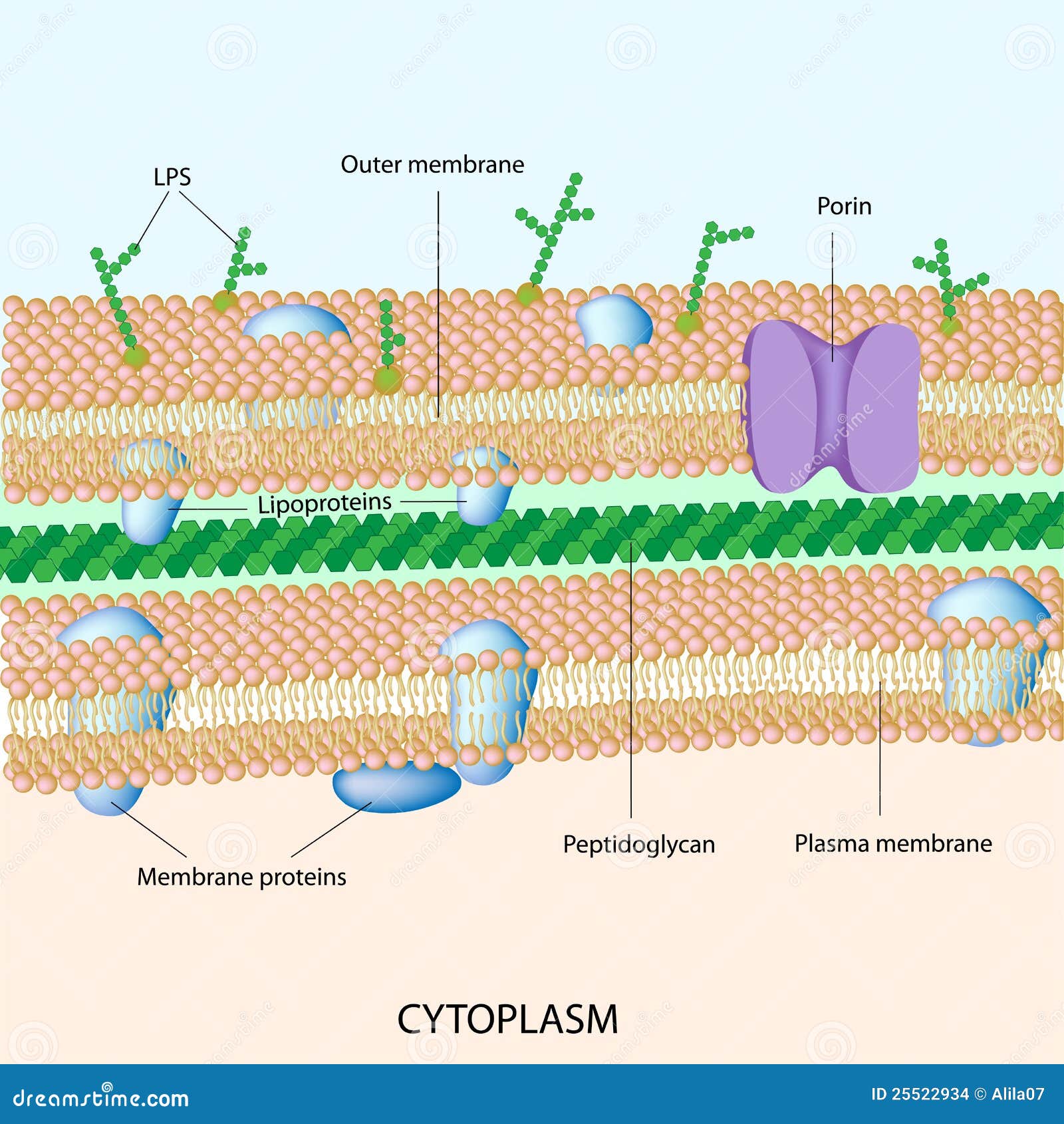 Gramnegatieve Bacteriële Celwand Vector Illustratie - Illustration of ...