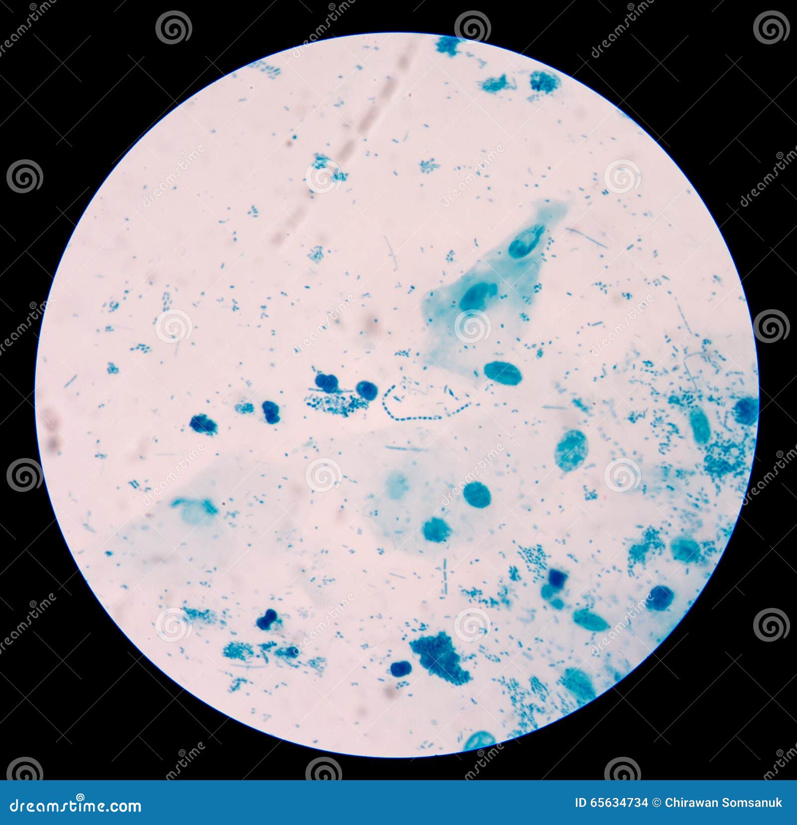 Grampositive Kokken stockfoto. Bild von kokken, chromosom - 65634734