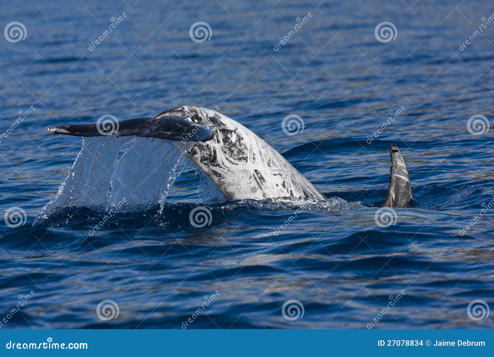Grampus Griseus (Risso S Dolphin) Stock Photo - Image of action, island ...