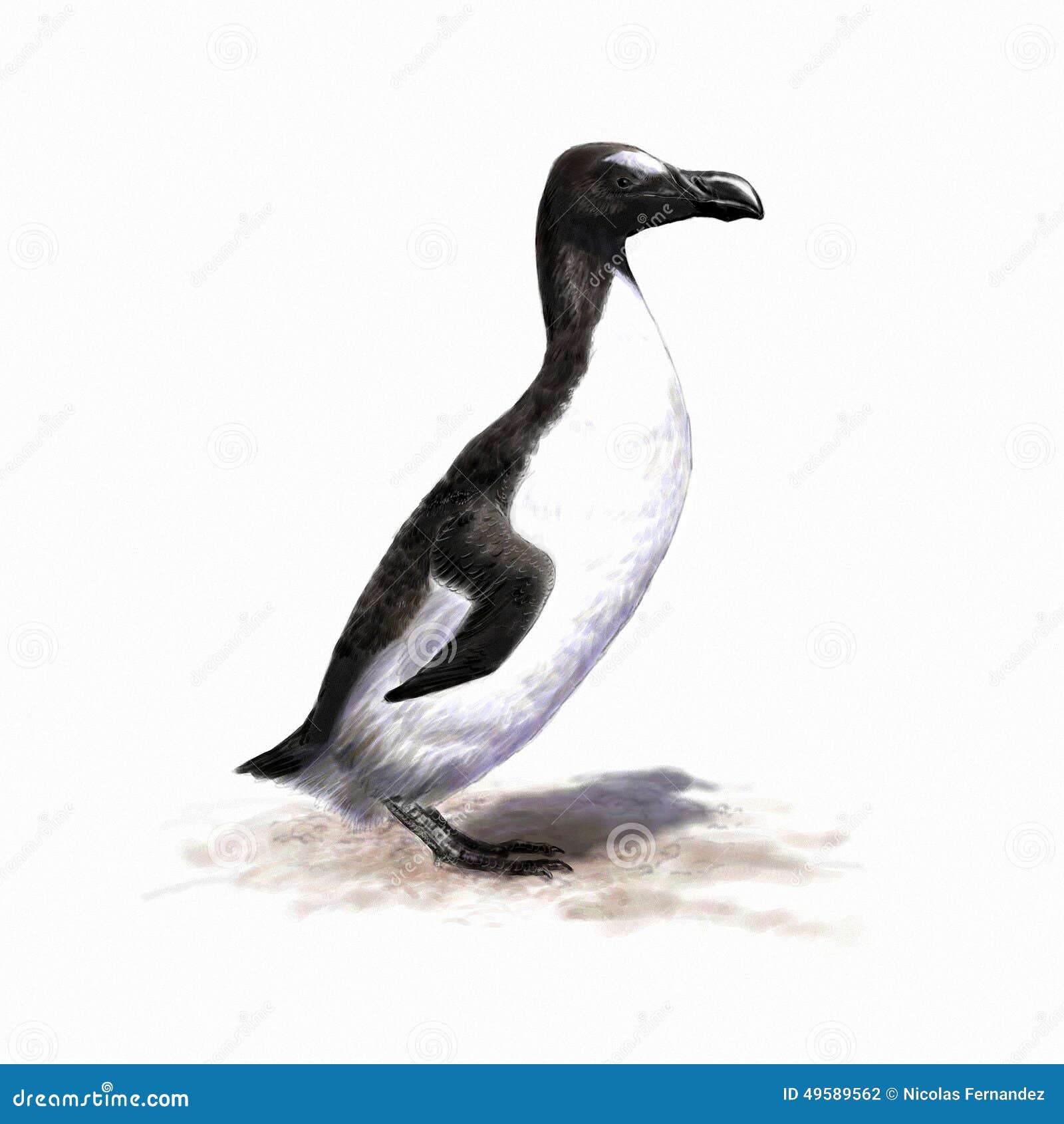 Gran alca stock de ilustración. Ilustración de extinto - 49589562