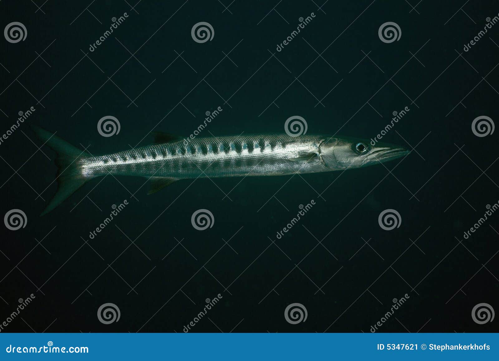 Gran Barracuda (barracuda Del Sphyraena) Imagen de archivo - Imagen de ...