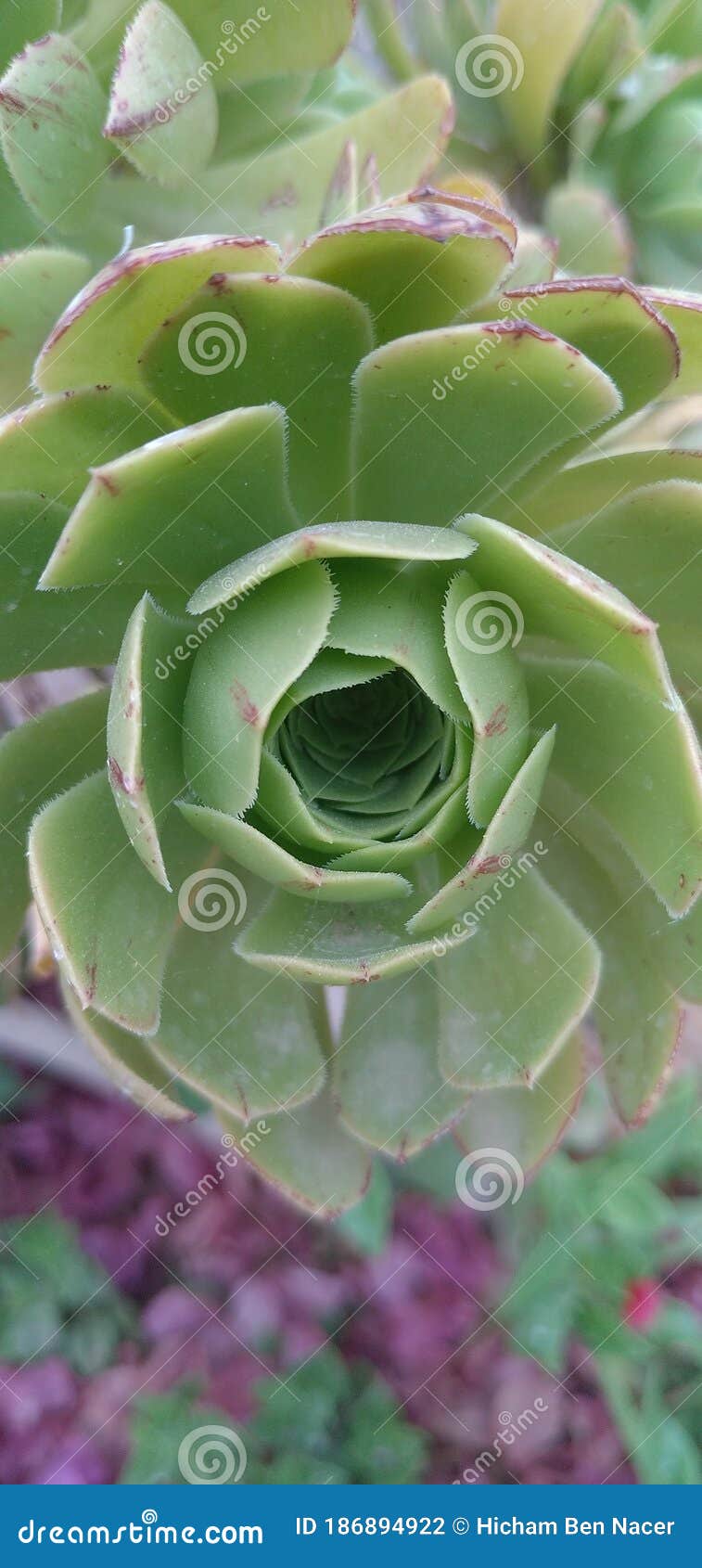 Gran Belleza Maravilla Color Verde Foto de archivo - Imagen de belleza ...