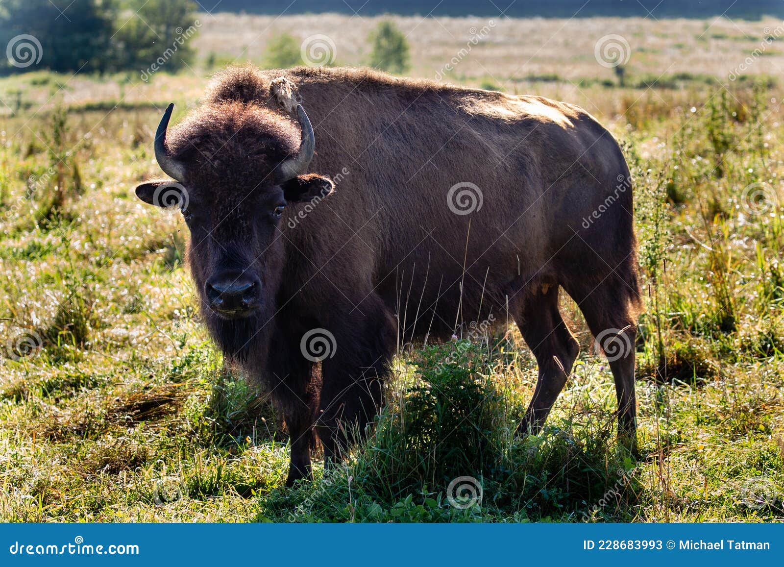 Gran Bison Bison Bison Bison De Pie En Un Campo En Agosto Imagen de ...
