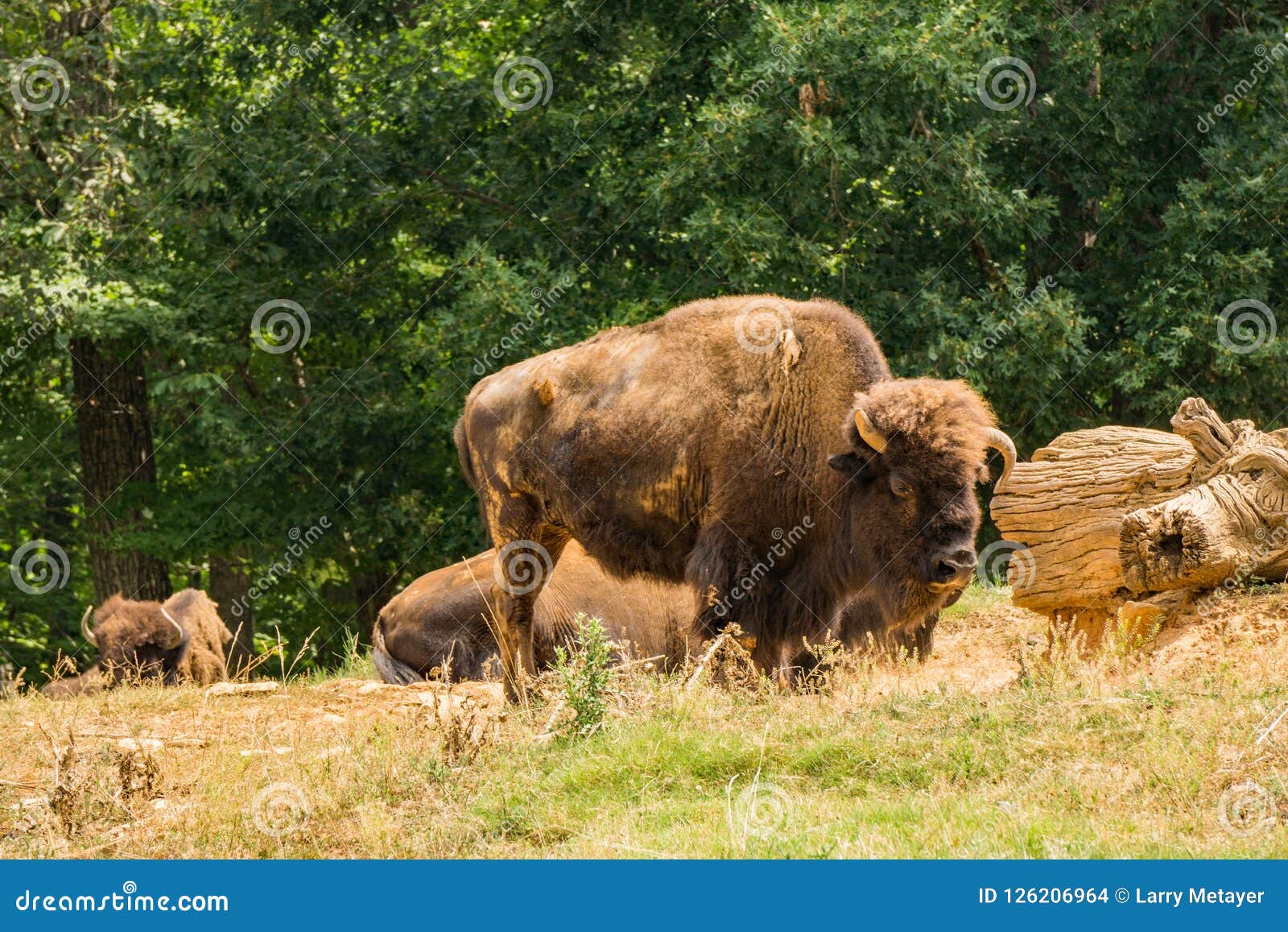 Gran Bisonte Americano - Bisonte Del Bisonte Imagen de archivo ...