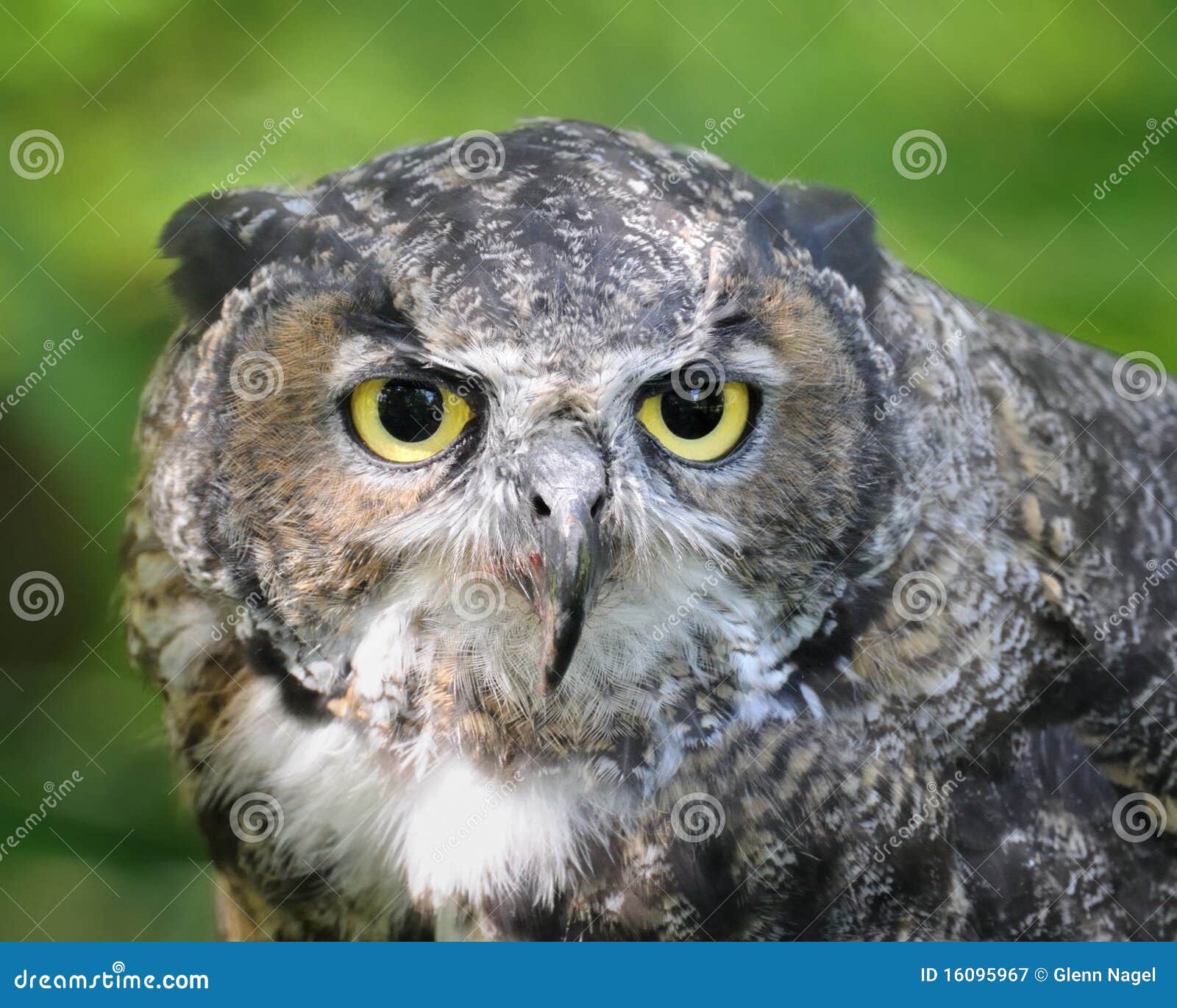 Gran buho de cuernos imagen de archivo. Imagen de buho - 16095967