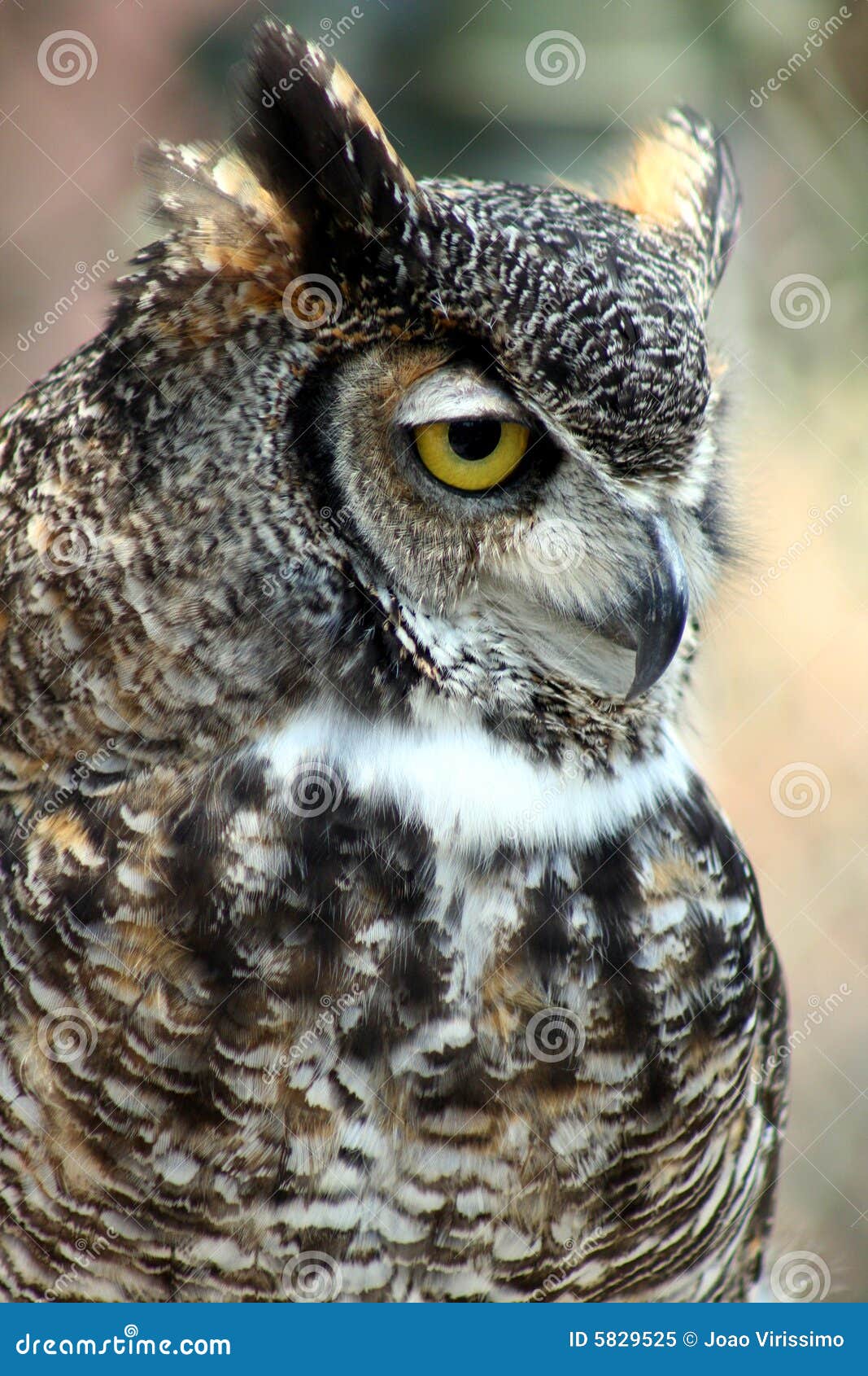 Gran buho de cuernos imagen de archivo. Imagen de pico - 5829525